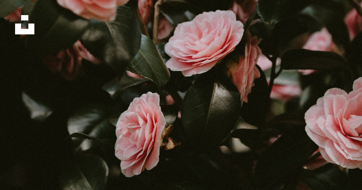 분홍색 정원 장미의 가까이보기 사진 Unsplash의 무료 꽃 이미지