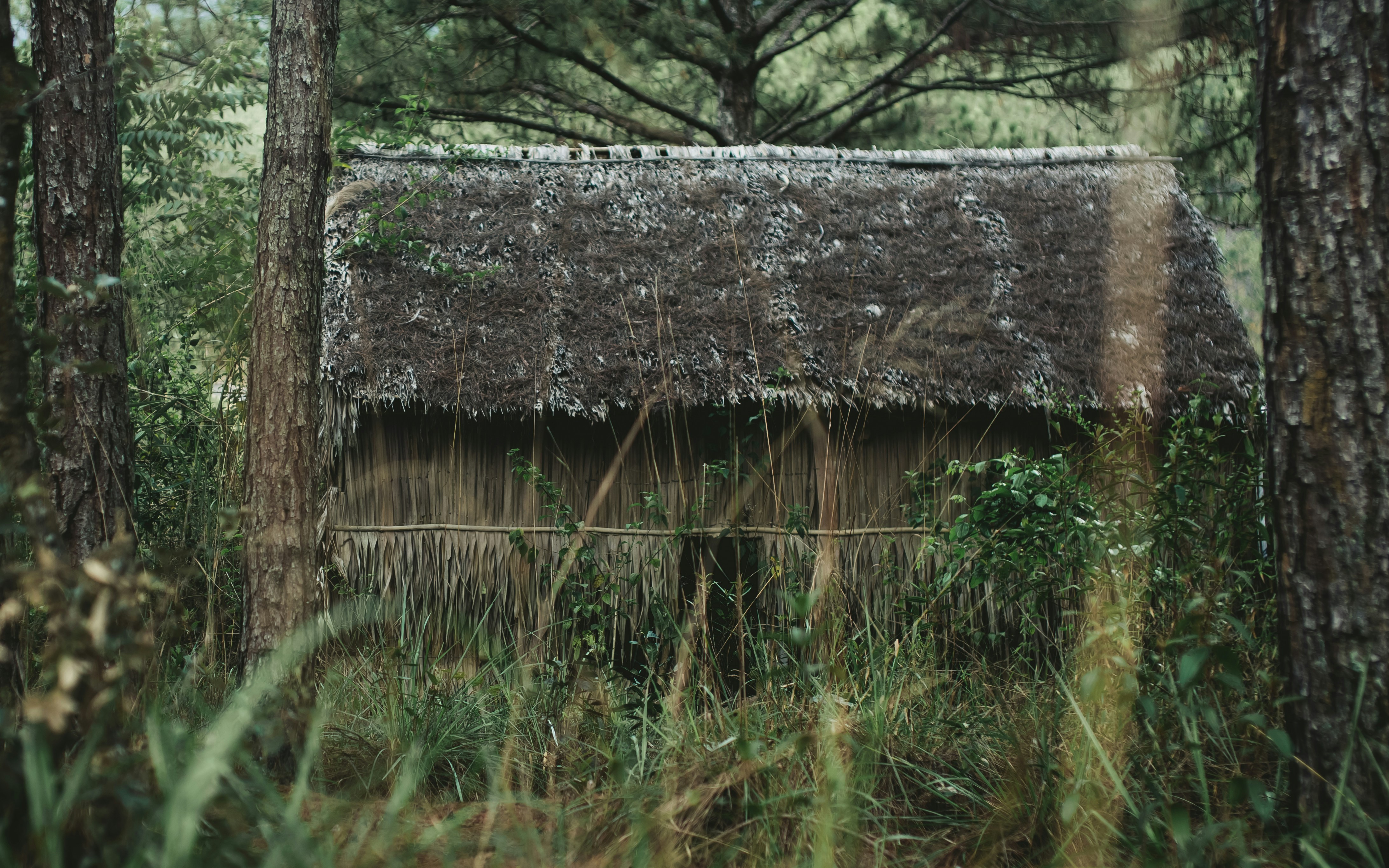 Traditional thatched hut nestled among tall grasses and trees, showcasing rustic architecture in a serene woodland setting.