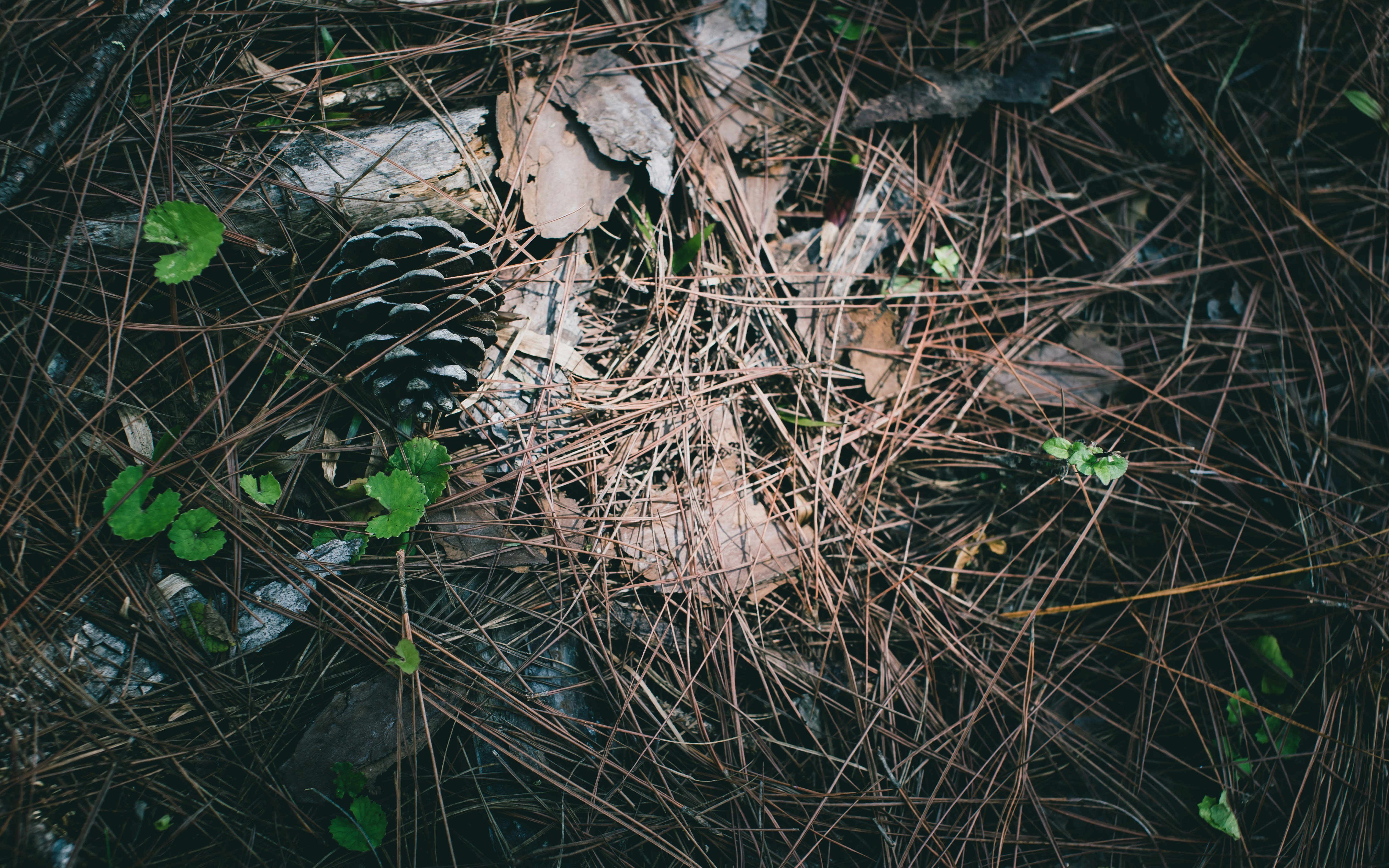 Pine Needle Mosaic: A Close-Up Portrait of a Forest Floor