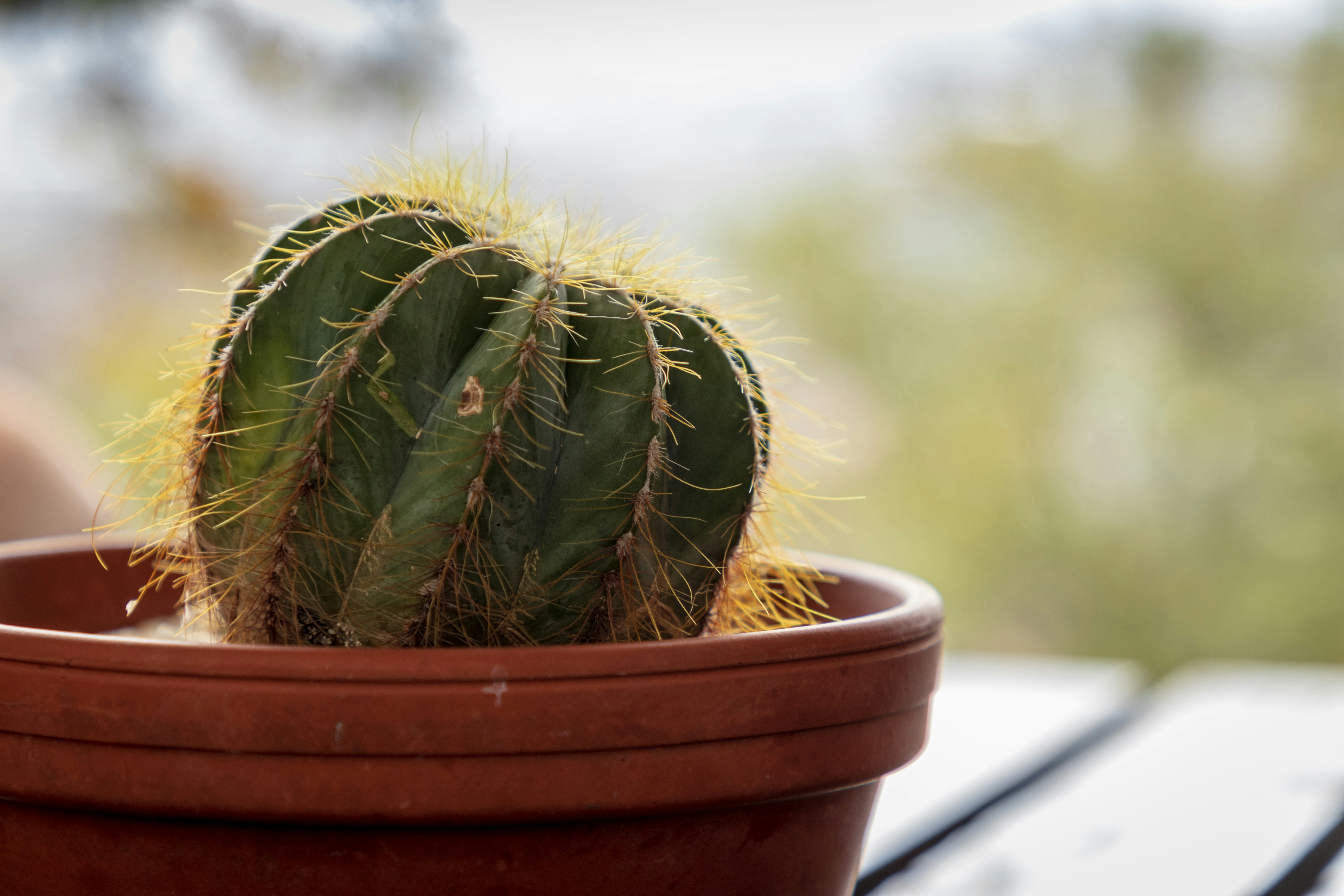 Brown-potted cactus plant on brown wooden surface photo – Free Plant ...