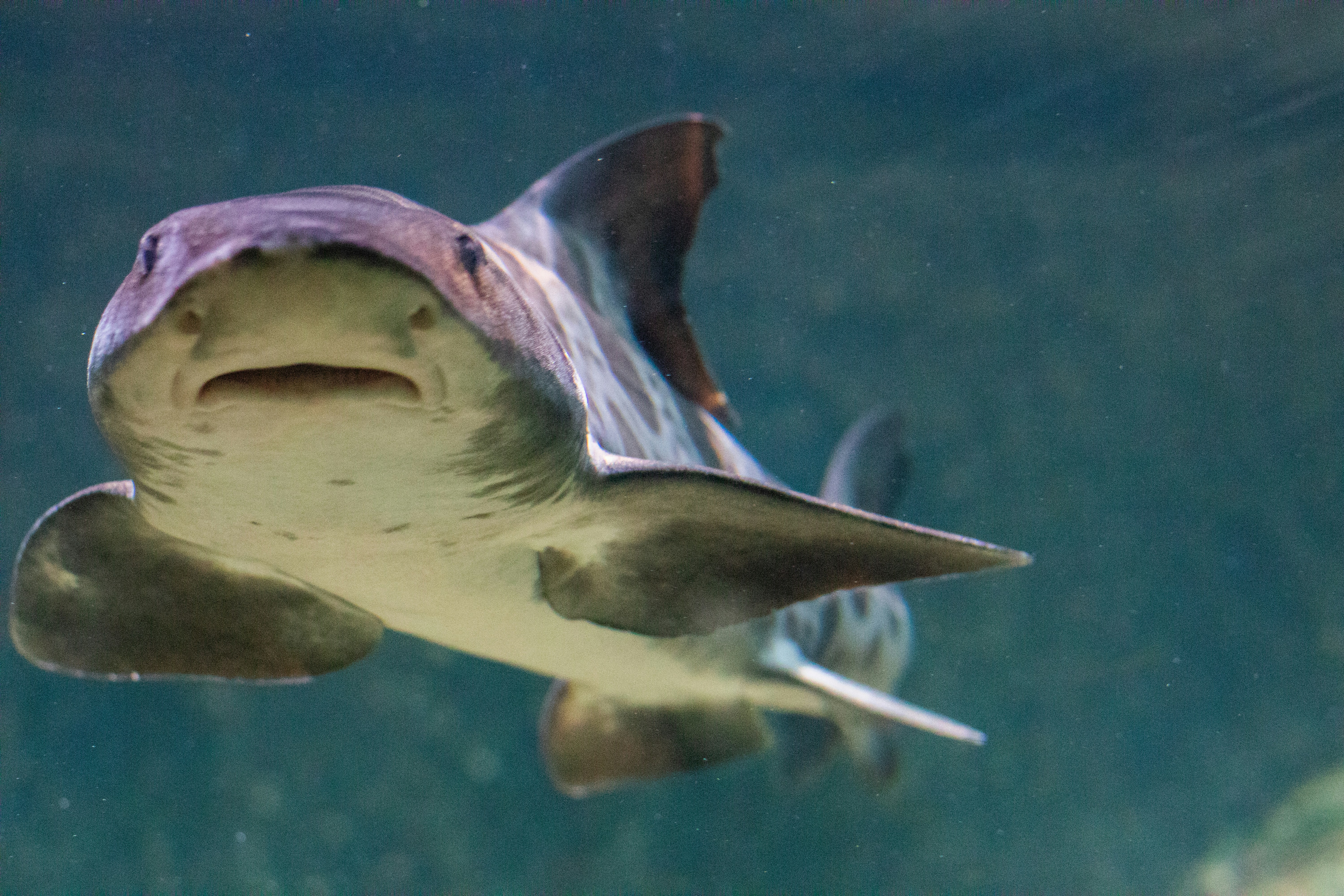 Poisson gris photo – Photo Animal Gratuite sur Unsplash