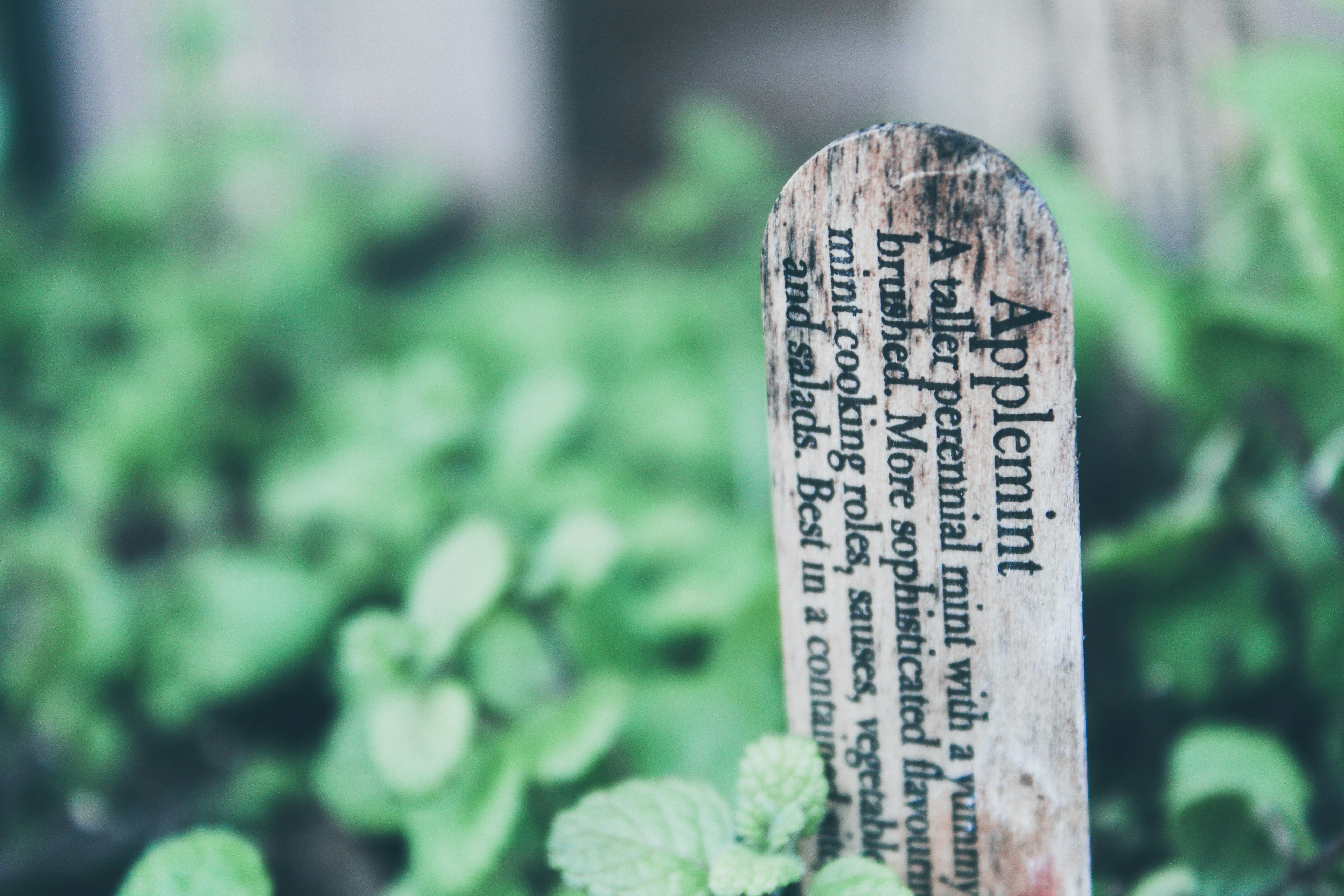 Weathered Plant Tag Peeking Through Fresh Greenery