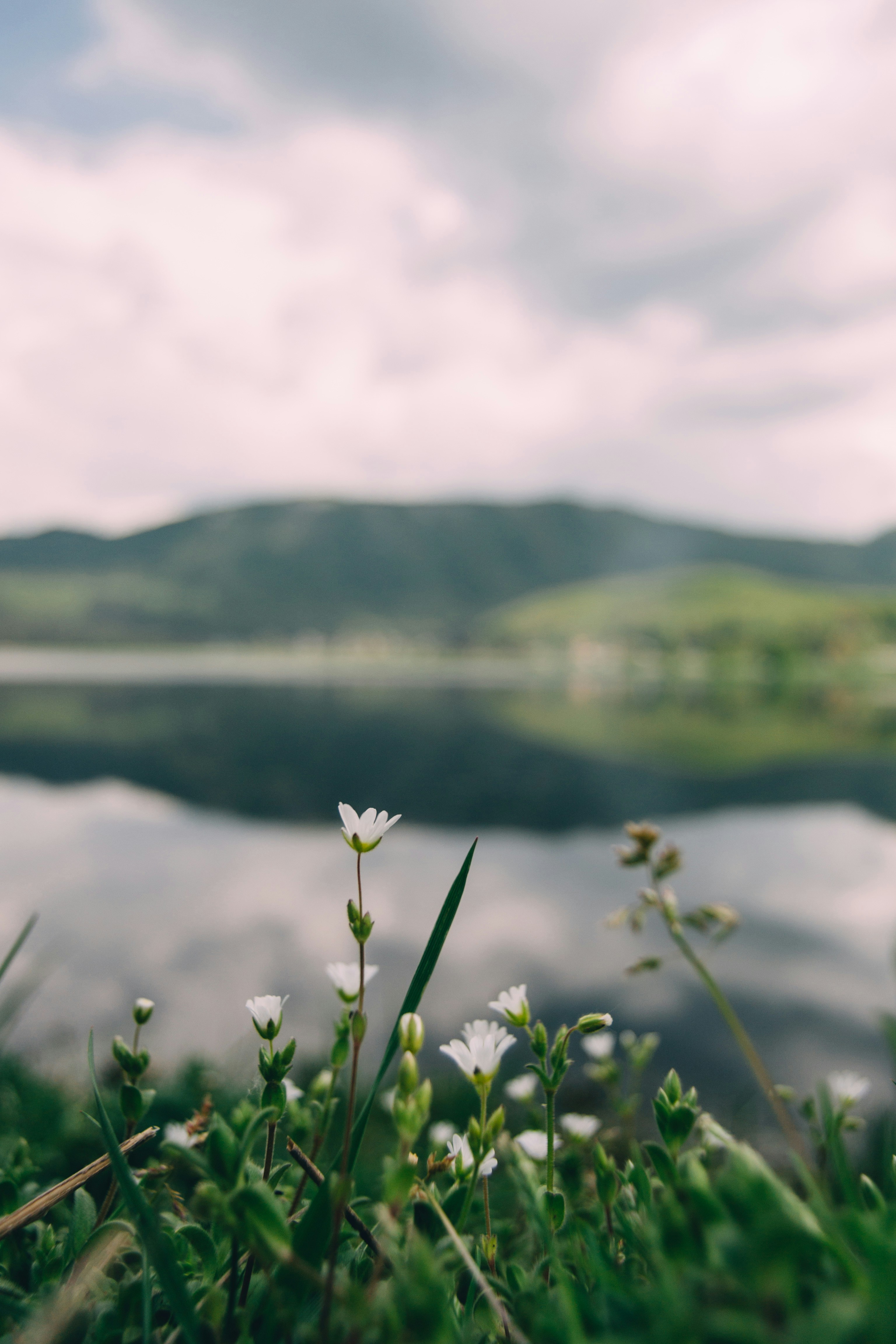 Near-Lake Bloom: a delicate white flower framing tranquil water and distant mountains