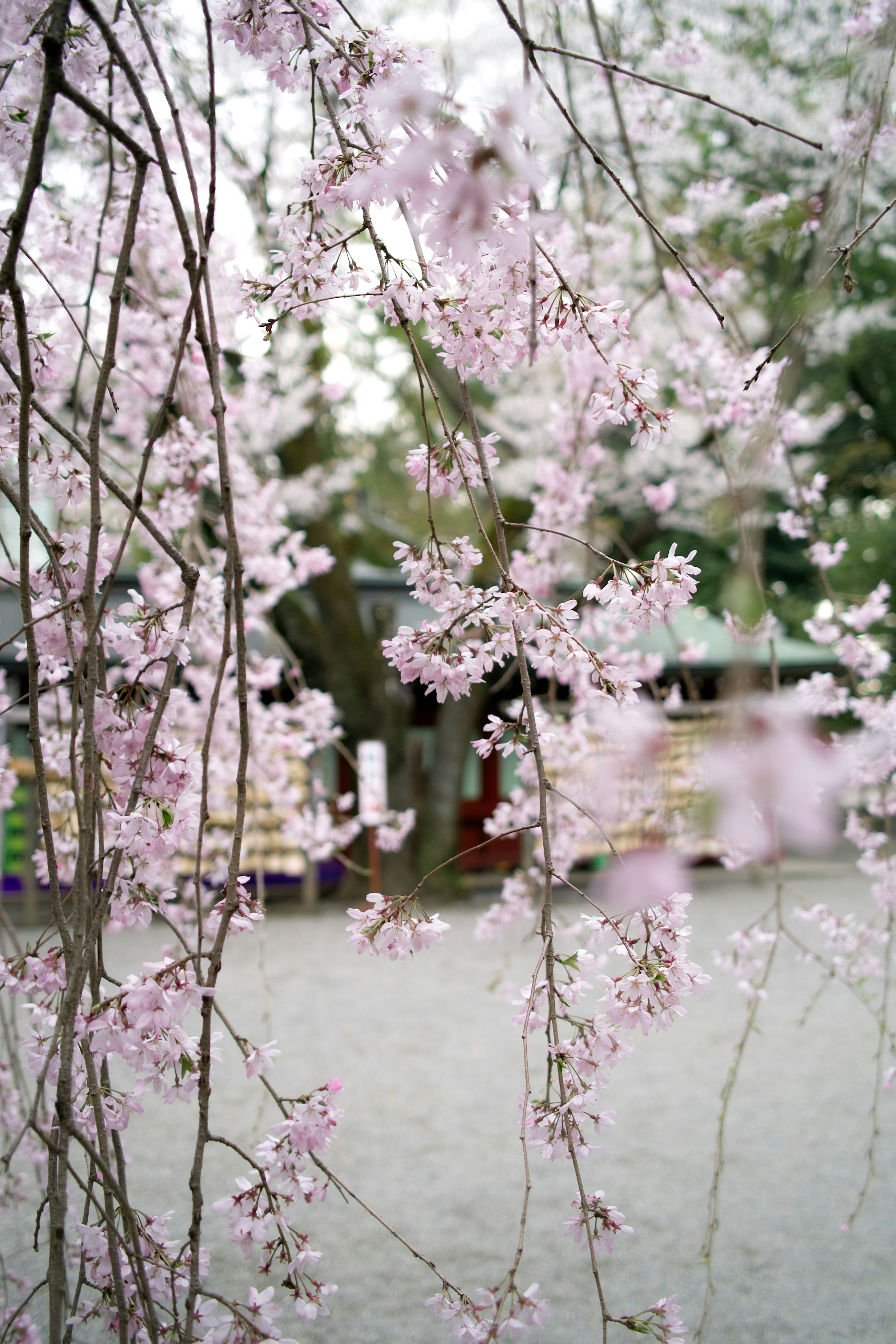 Soft pink cherry blossoms form a delicate veil in the foreground, framing a tranquil shrine courtyard with blurred wooden structures in the distance. The scene emphasizes the blossoms as the focal point.