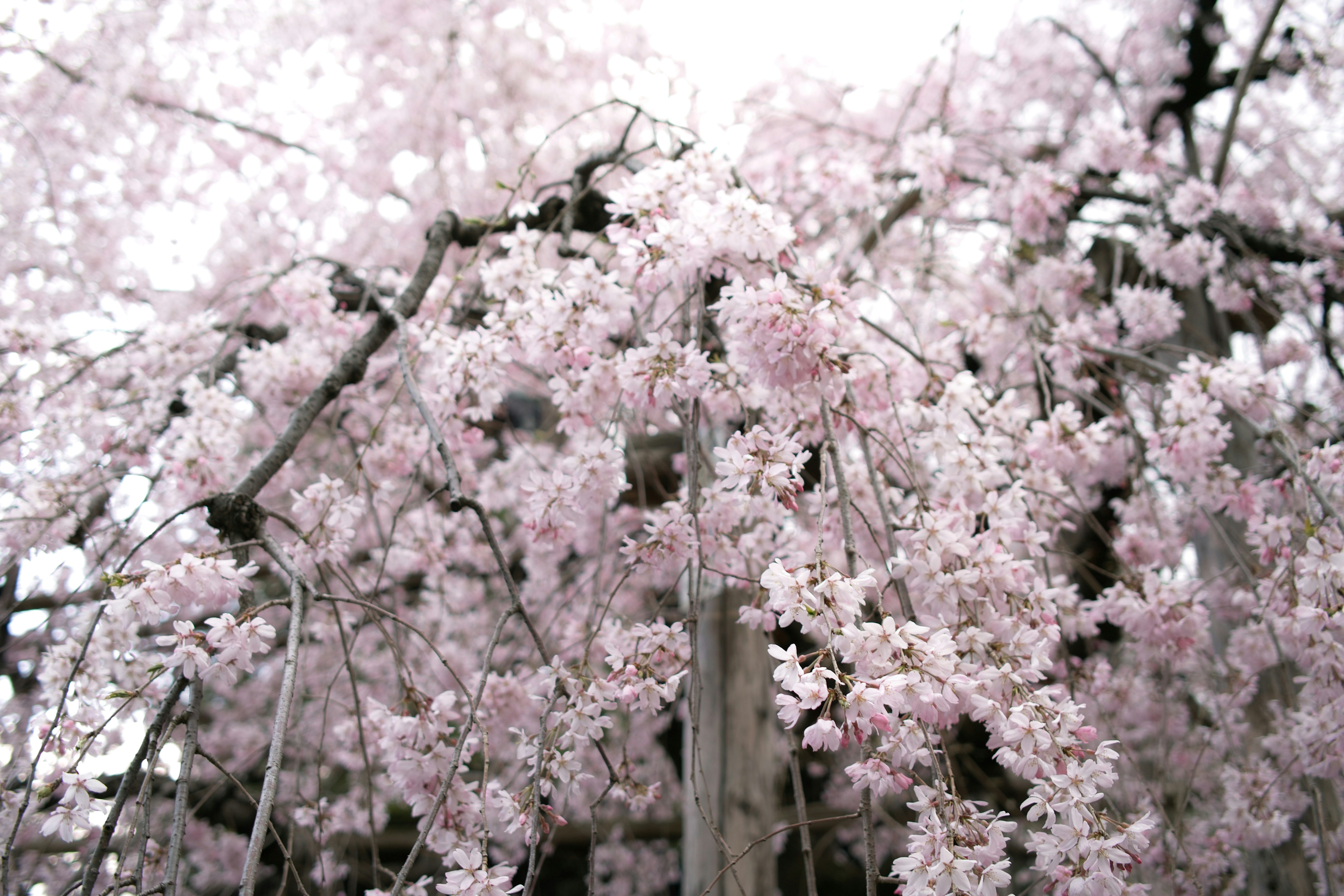 Delicate pink cherry blossoms cascade from branches, creating a soft, floral curtain that hints at the arrival of spring.
