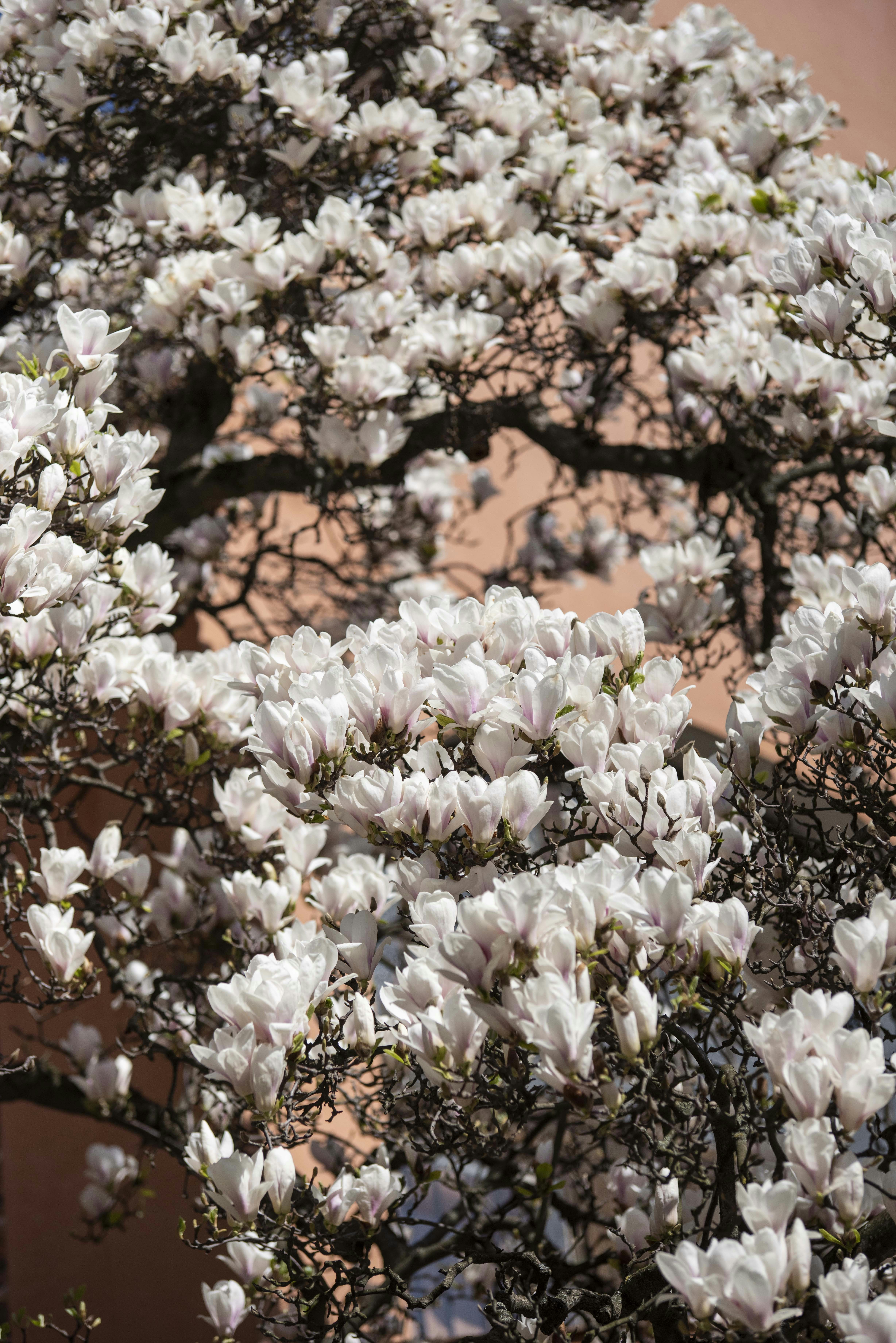 White Magnolia Blooms Framing a Peach Backdrop