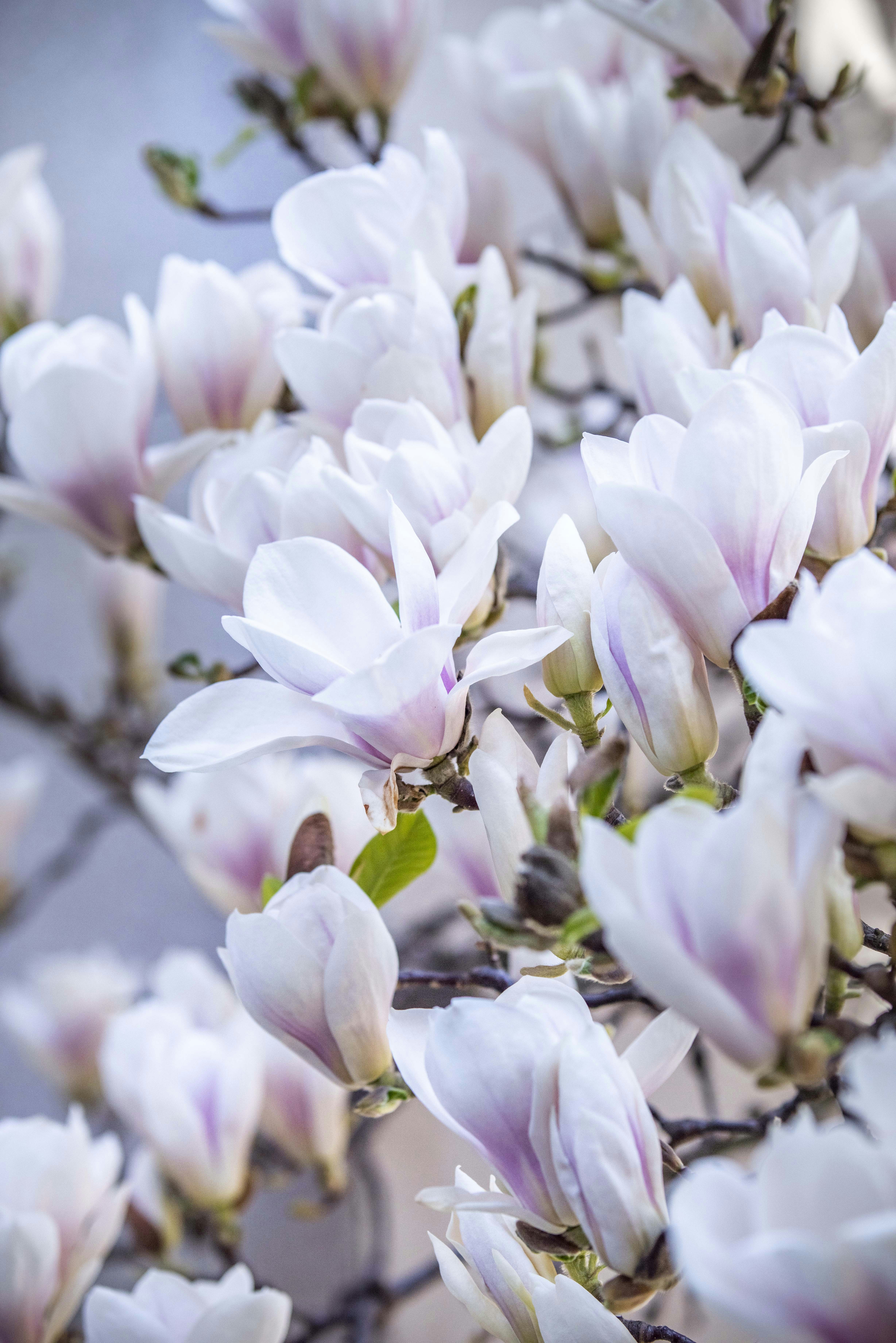 Delicate magnolia flowers open in soft hues, showcasing nature's artistry in full bloom.