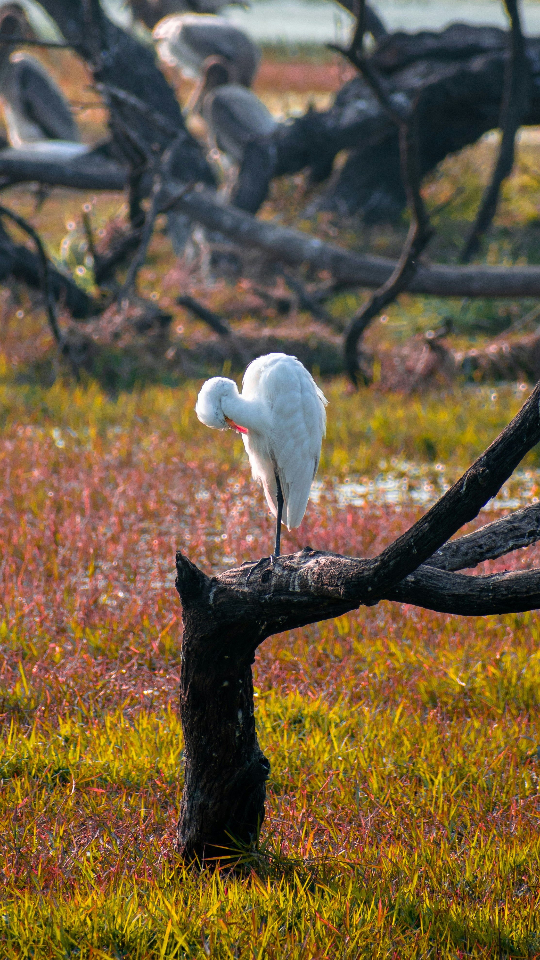 Solitary Grace: Egret in Autumn Marsh