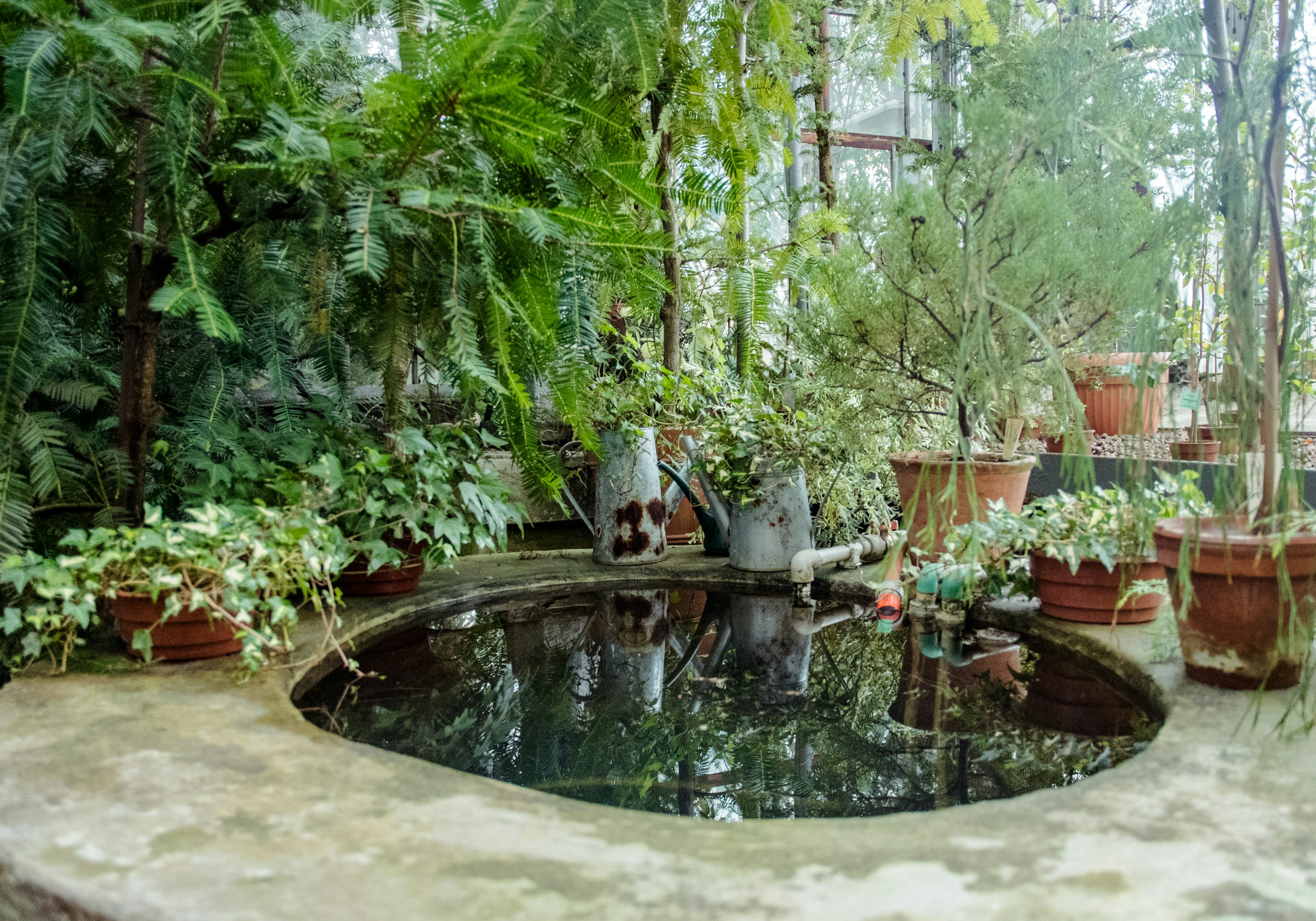 A tranquil garden pond surrounded by vibrant greenery and potted plants, reflecting the serene atmosphere of nature.