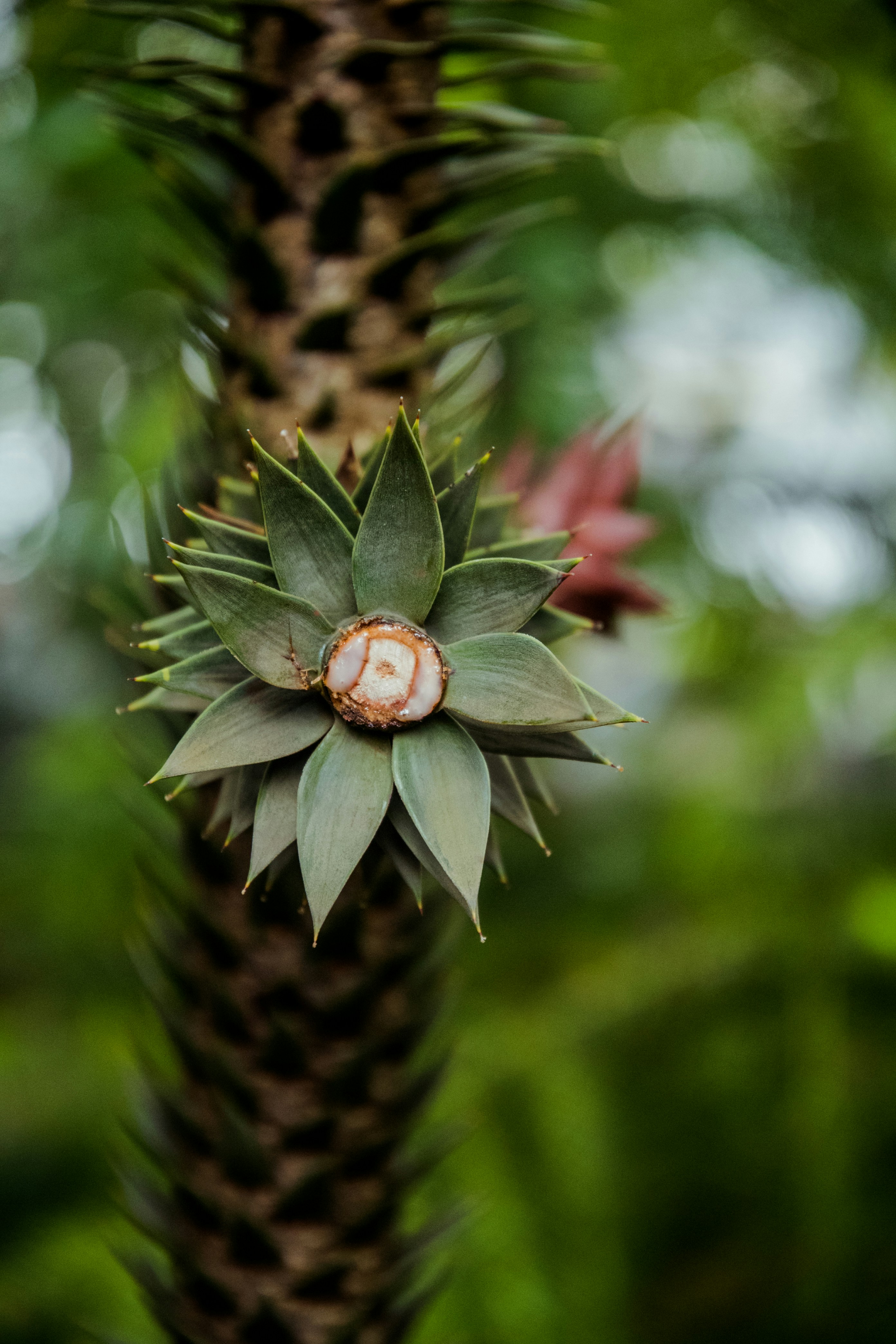 Star Rosette Adorns a Weathered Trunk