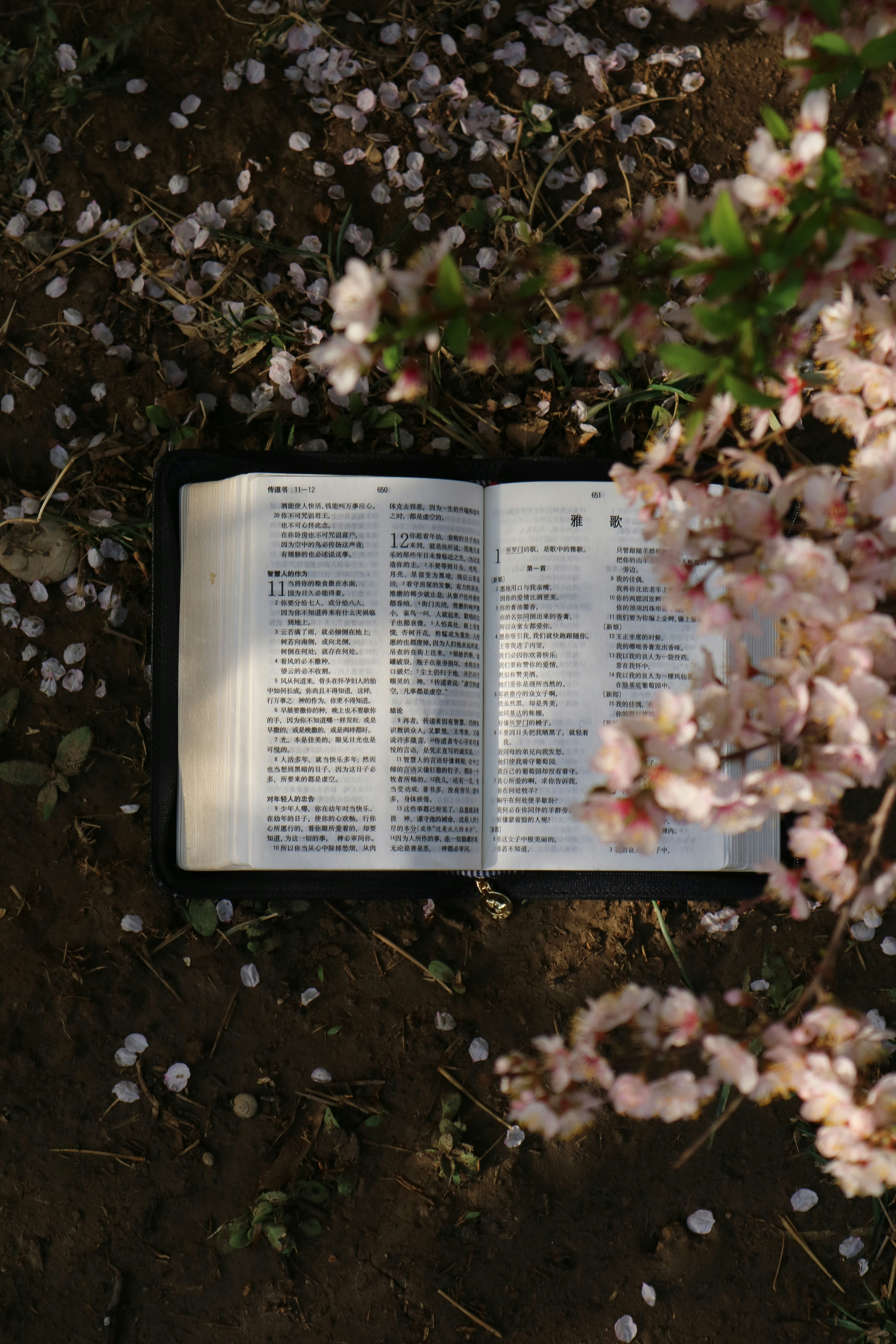 Open book with Chinese text rests on the soil among blooming pink blossoms and petals.