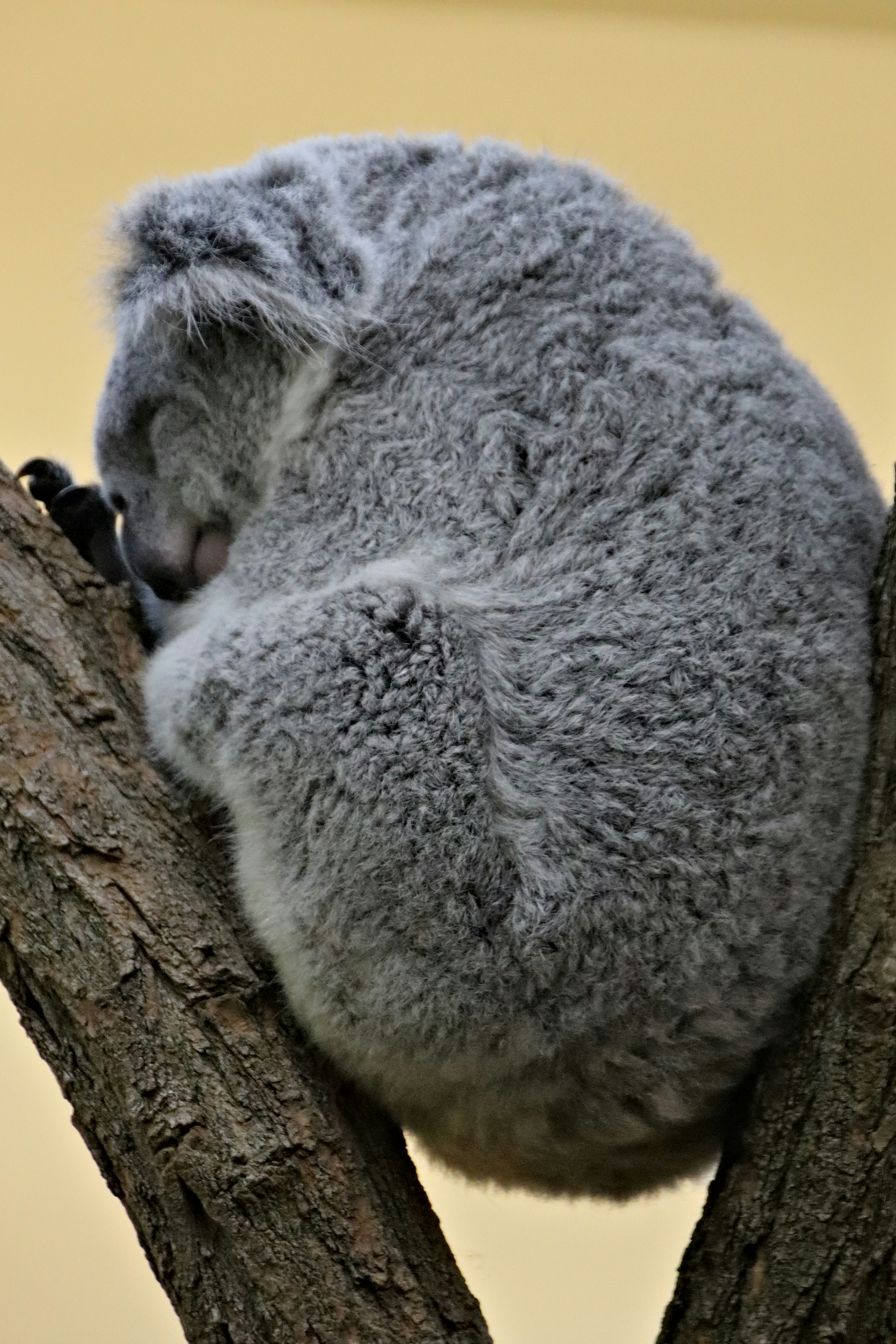 Serene Slumber in the Canopy