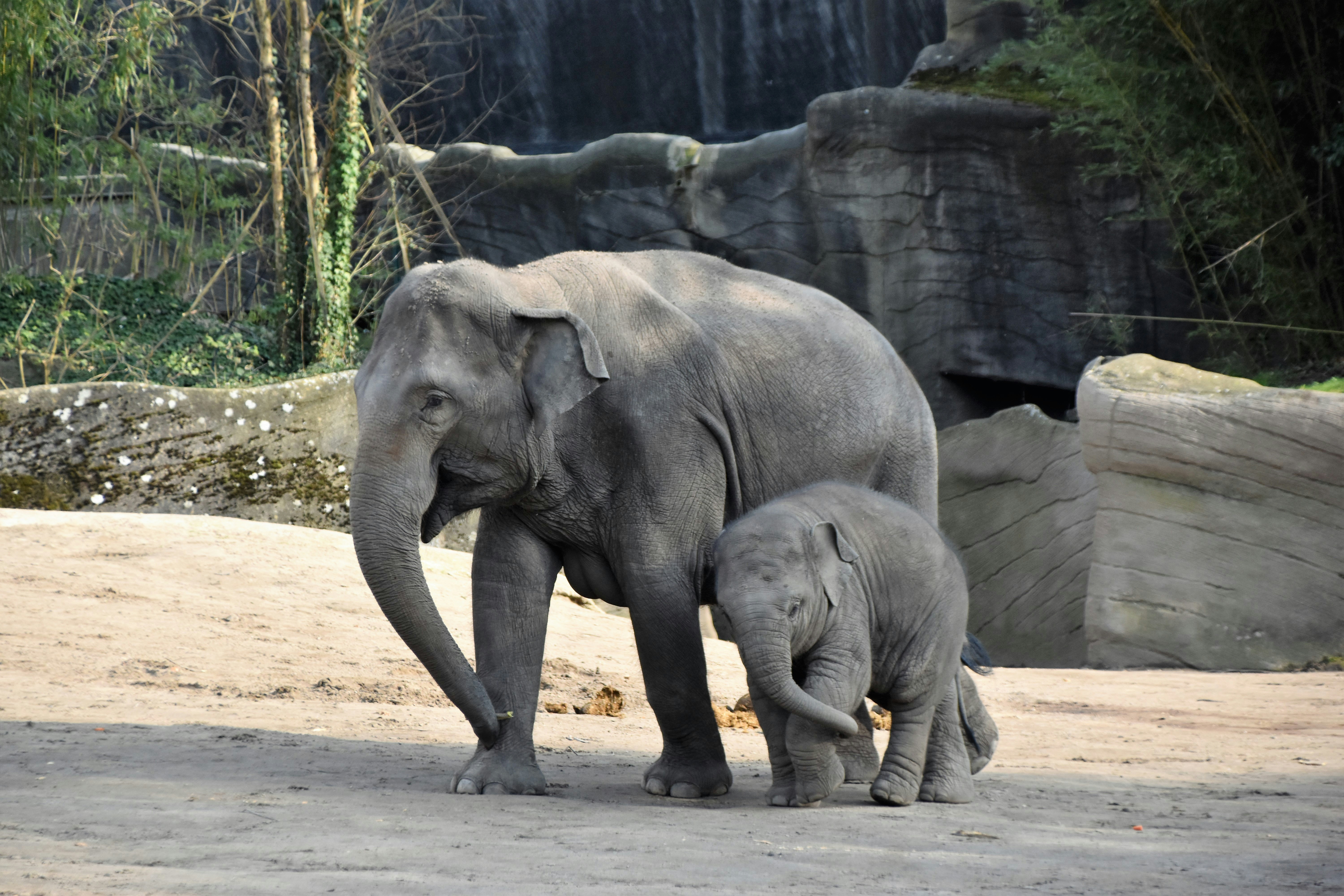 Asian elephants walking together in a serene habitat, showcasing their close relationship. The background features a naturalistic setting with a waterfall.