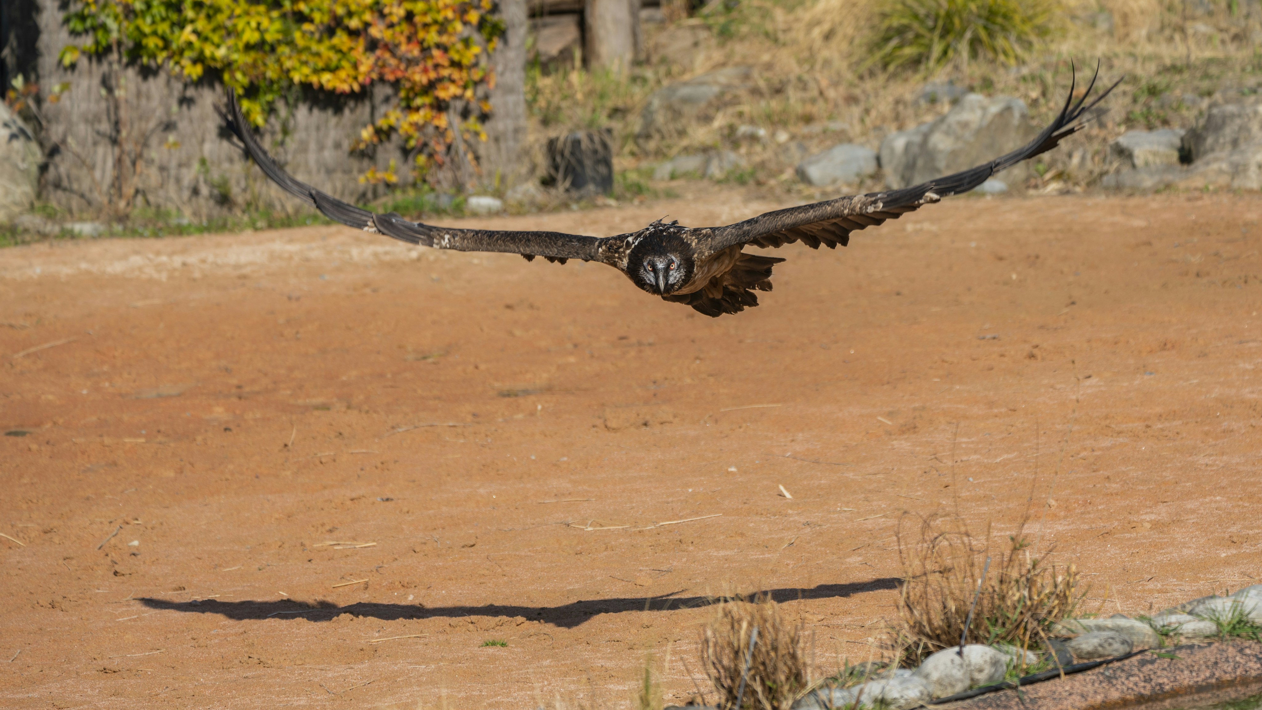 Solitary hawk glides low over a sunbaked red-dirt plain, wings fully spread and shadow stretching beneath. A wildlife photograph emphasizing a sparse desert backdrop.