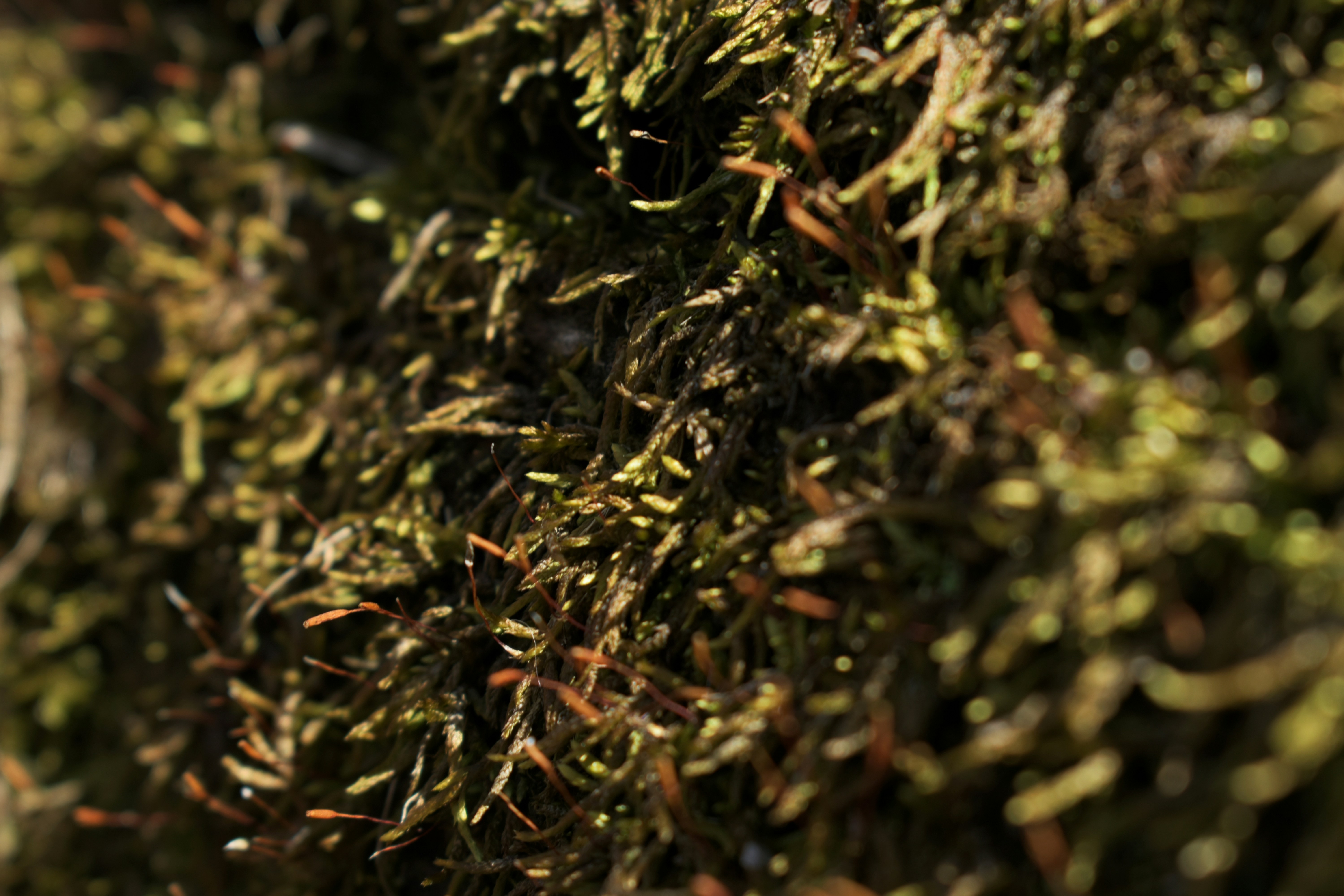 Velvet Moss Microtextures: A Close-Up Study of Forest Understory
