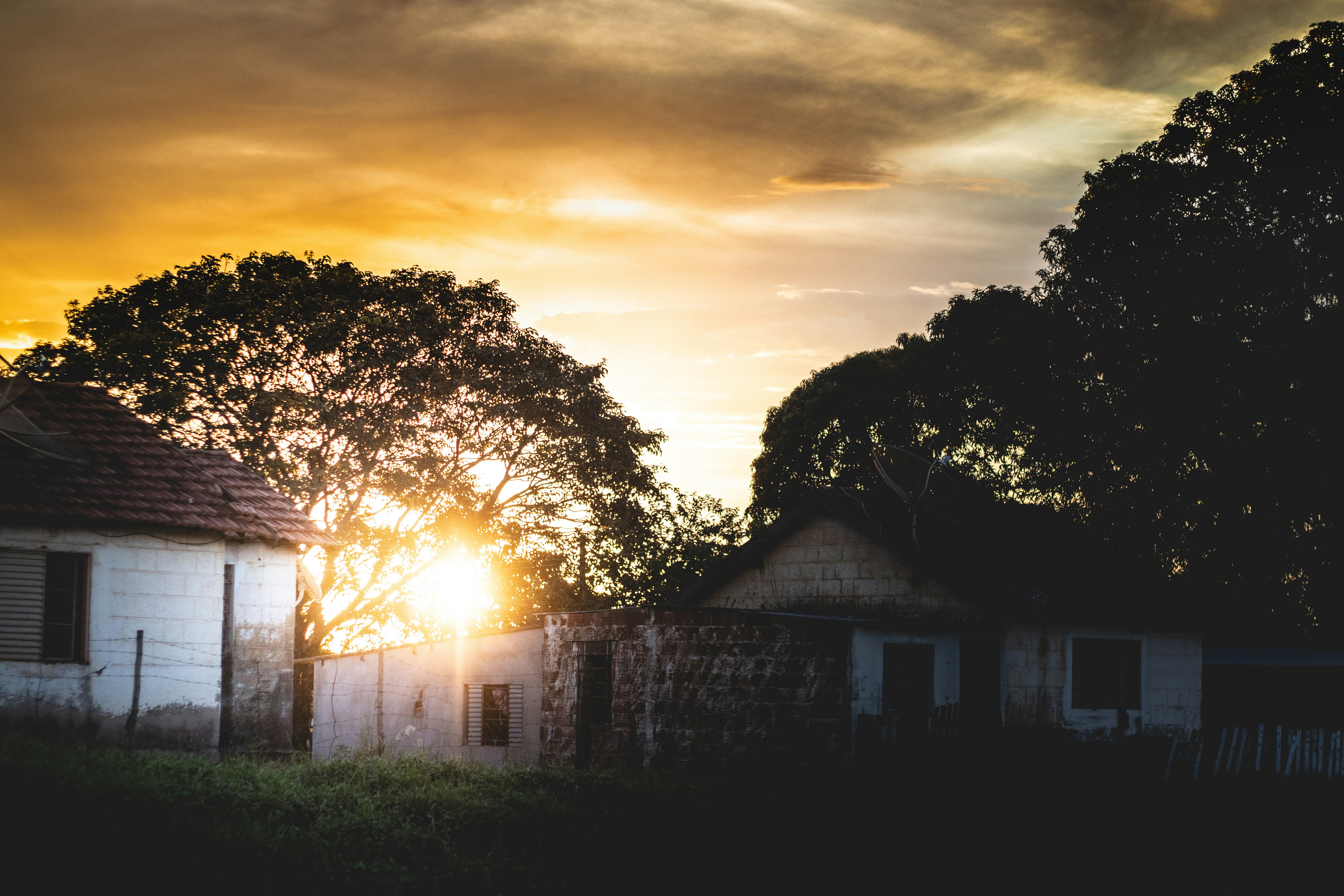 Sunset light filtering through trees beside rustic houses.