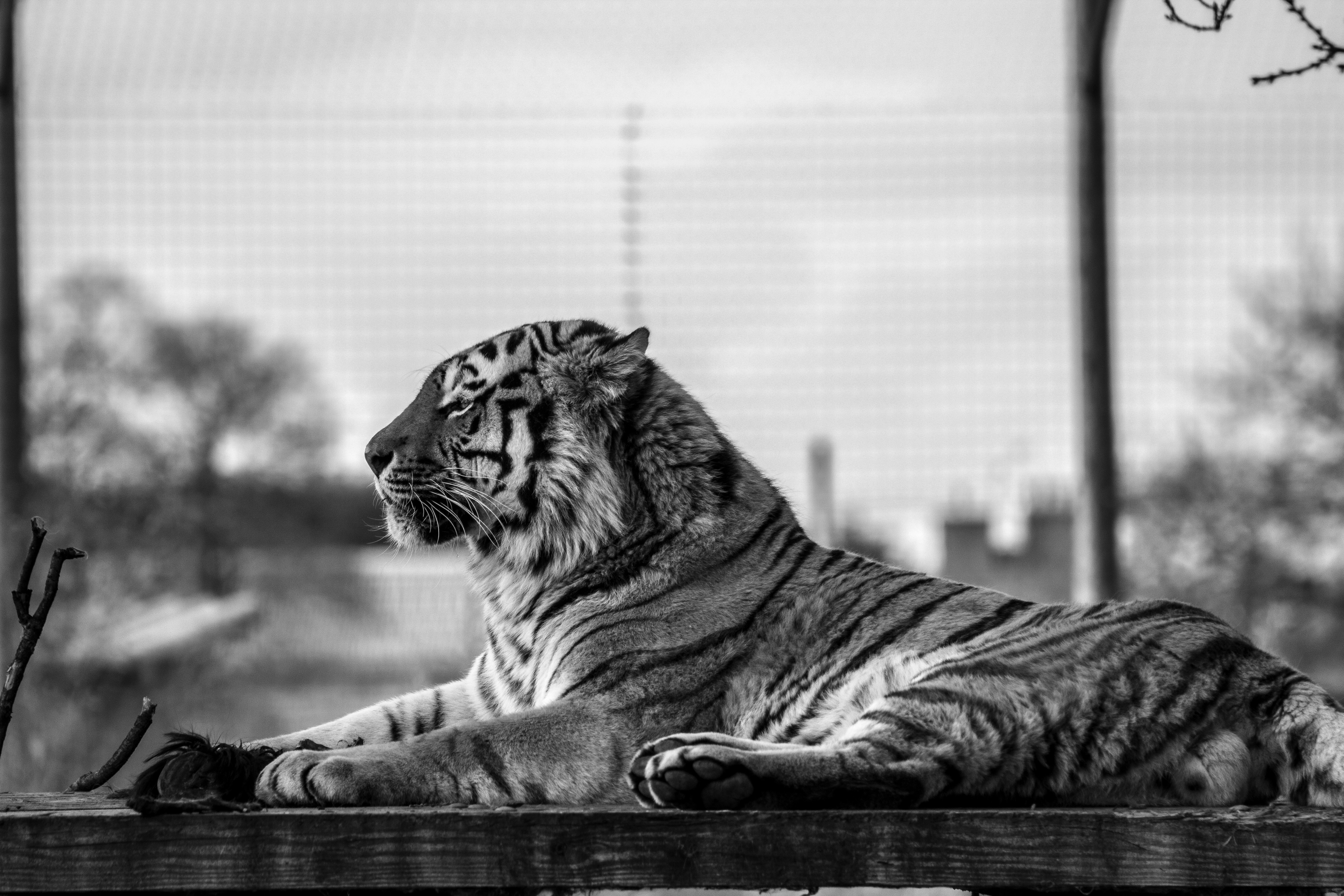 Grayscale photo of tiger photo – Free Grey Image on Unsplash