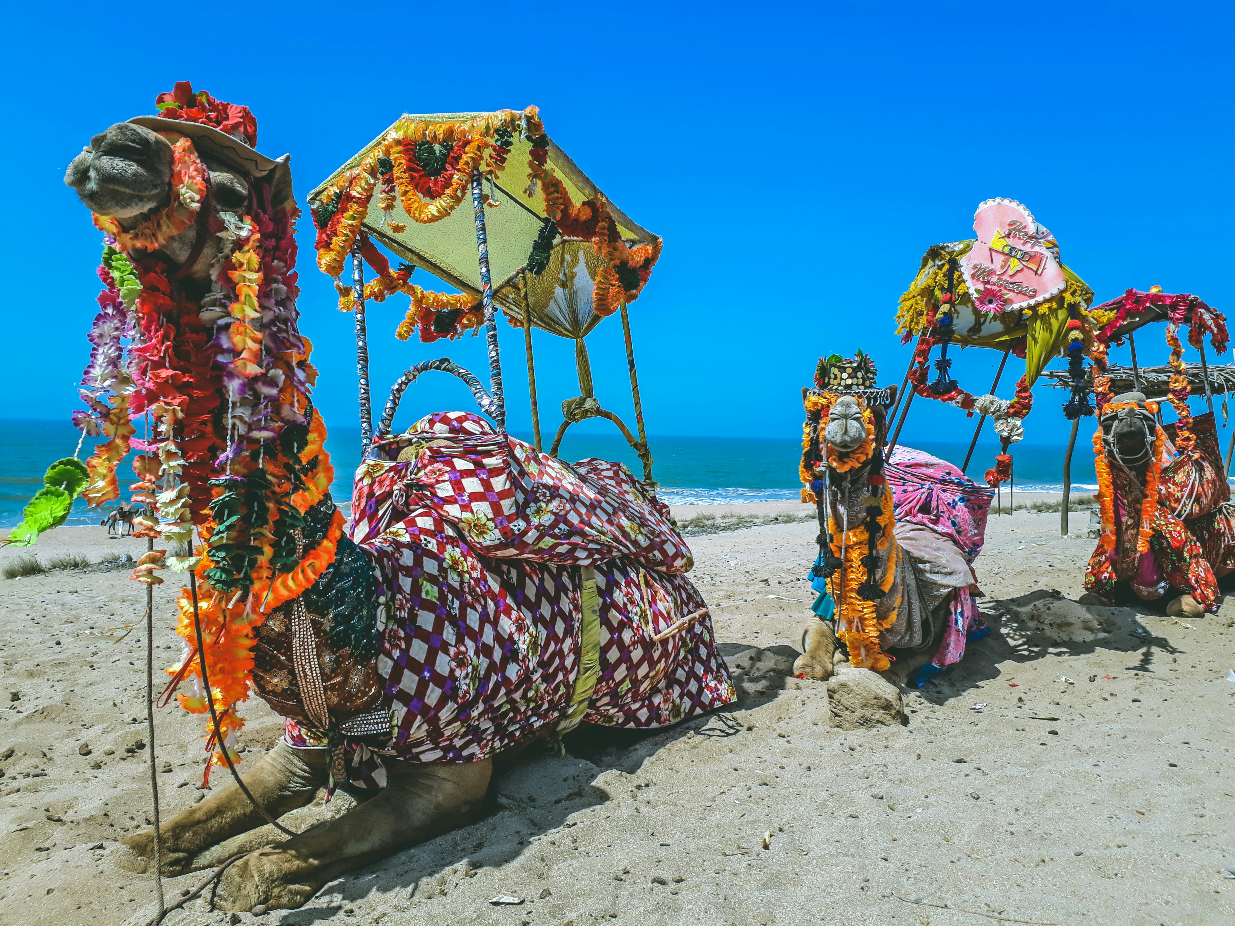 Three ornately decorated camels resting on a sandy beach, adorned with vibrant fabrics and floral garlands, with a clear blue sky and ocean in the background.