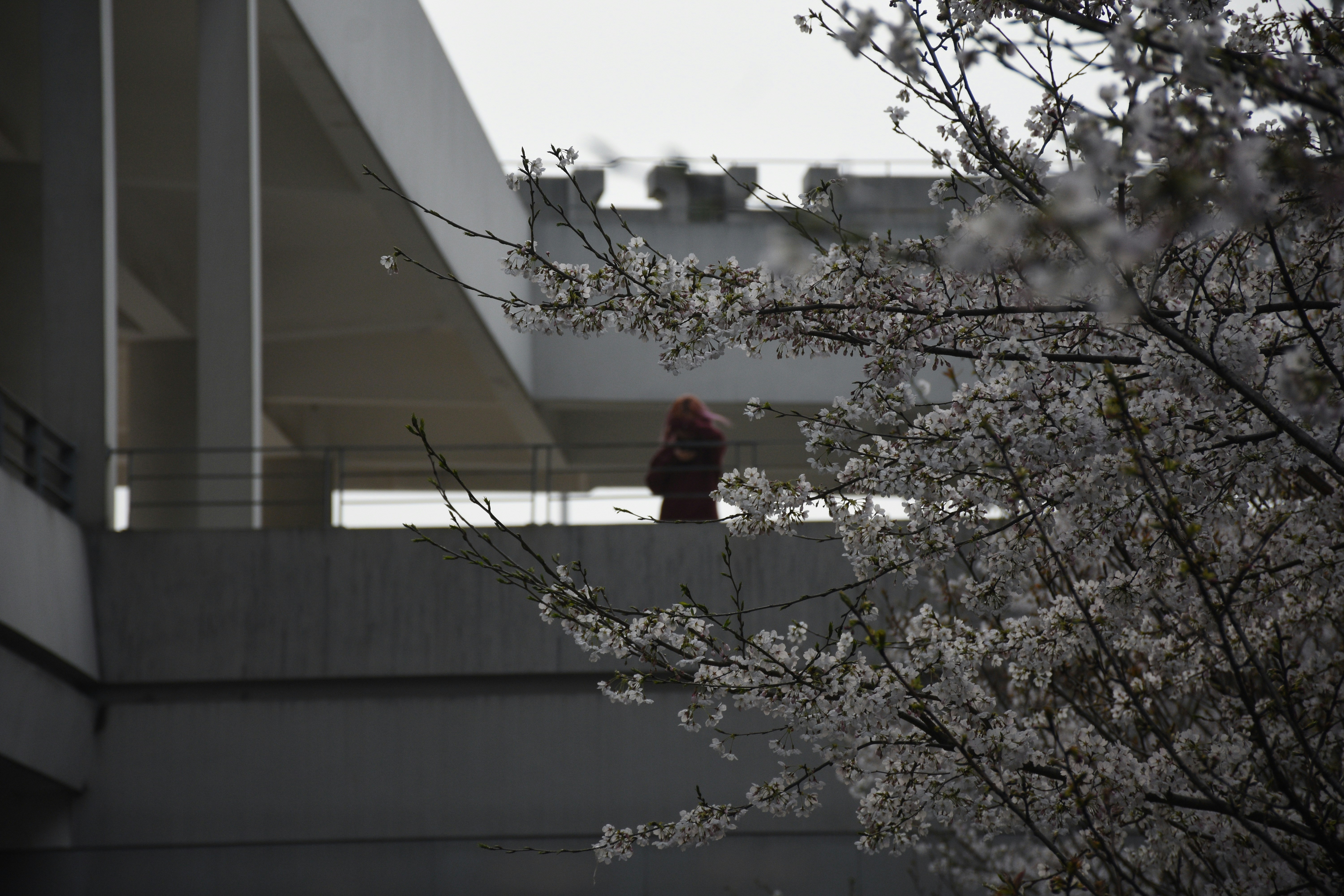 Blossoms above the Silent Atrium