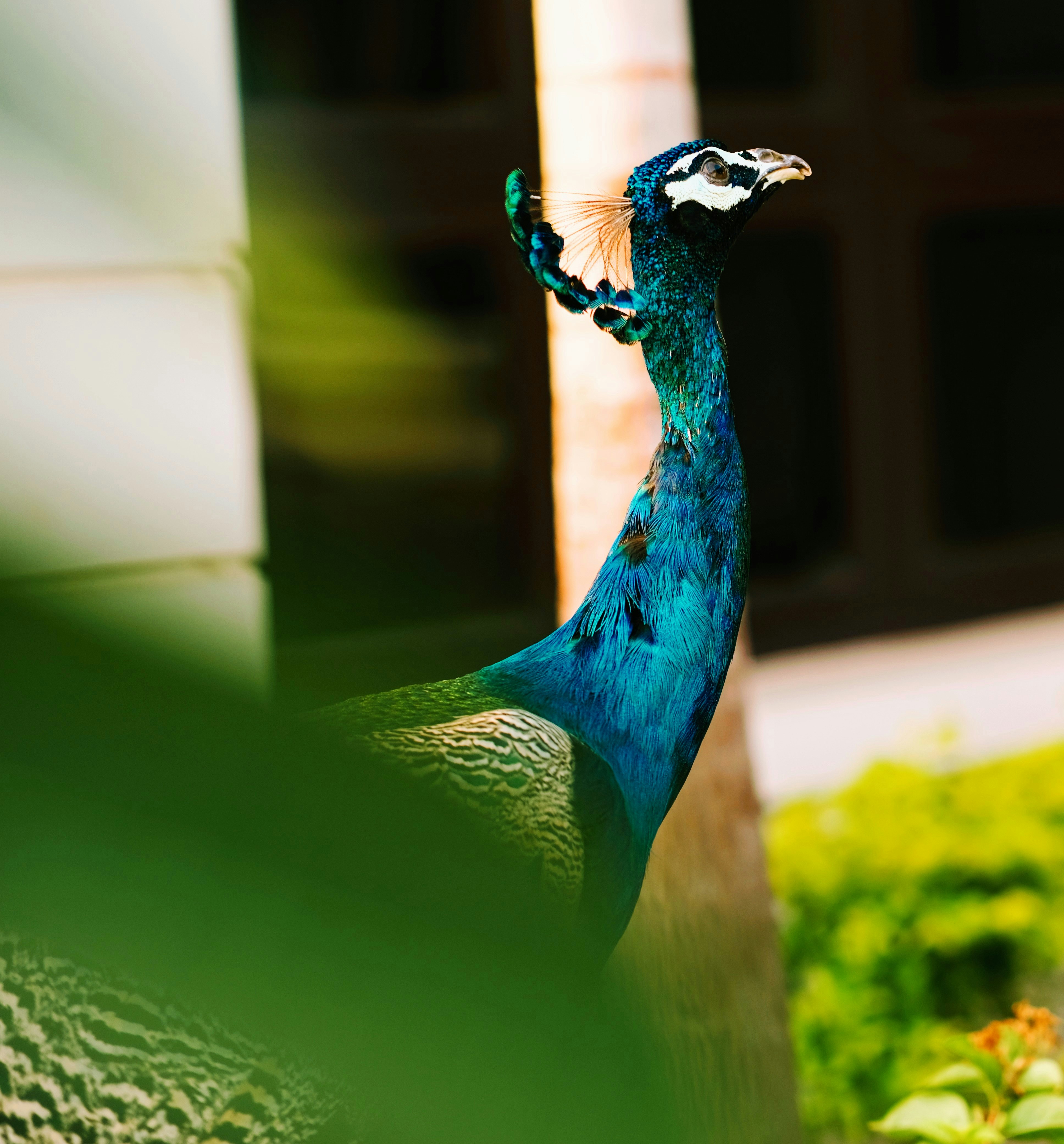 Azure Crest in Soft Focus: Portrait of a Peacock in a Sunlit Garden