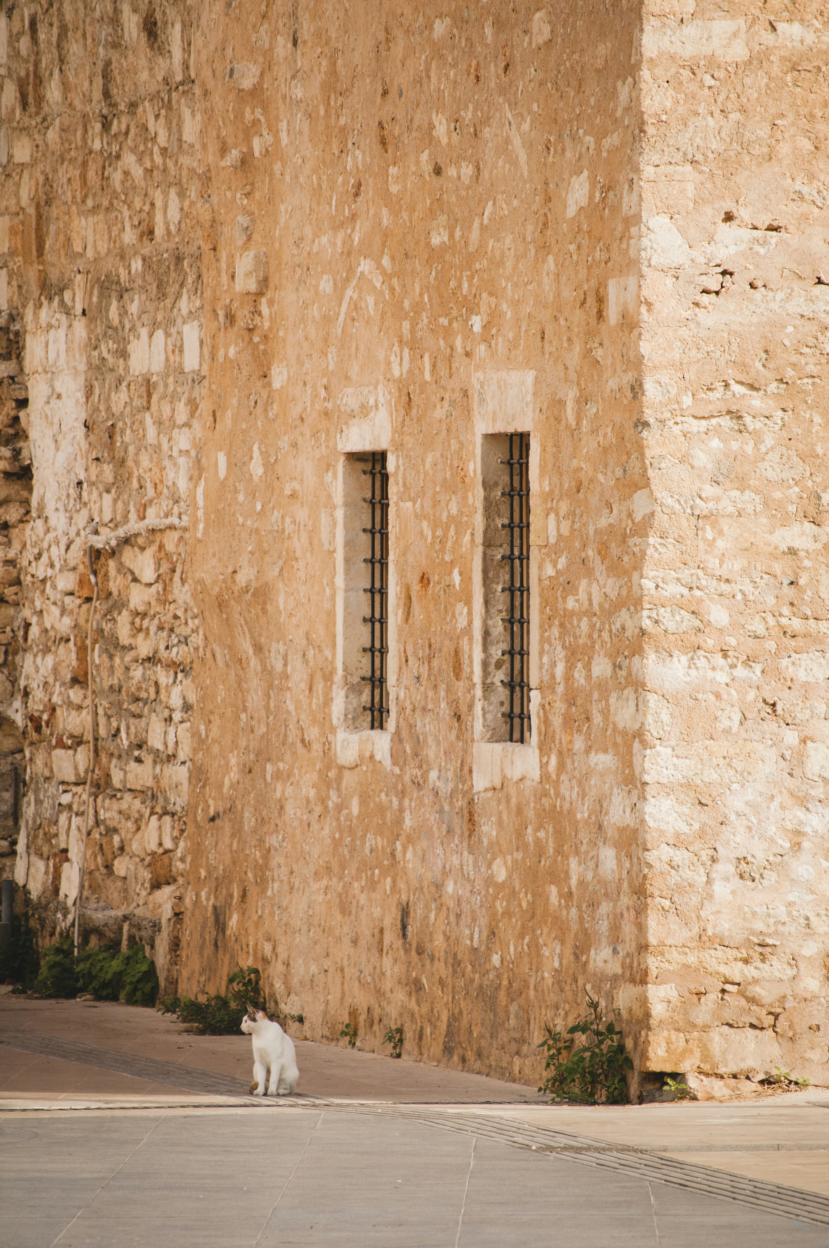 A white cat stands poised near a weathered stone wall with narrow windows, capturing a moment of tranquility in a historic setting.