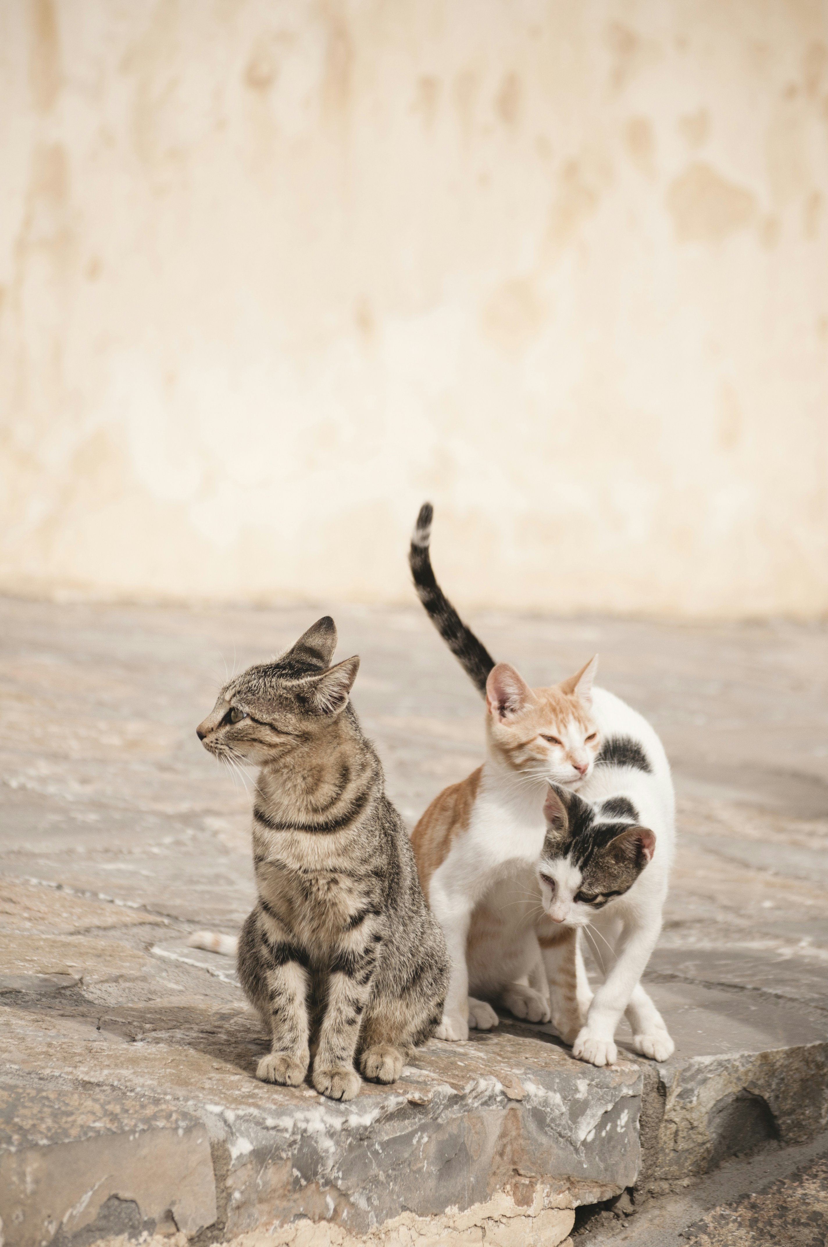 Three cats beside road photo – Free Cat Image on Unsplash