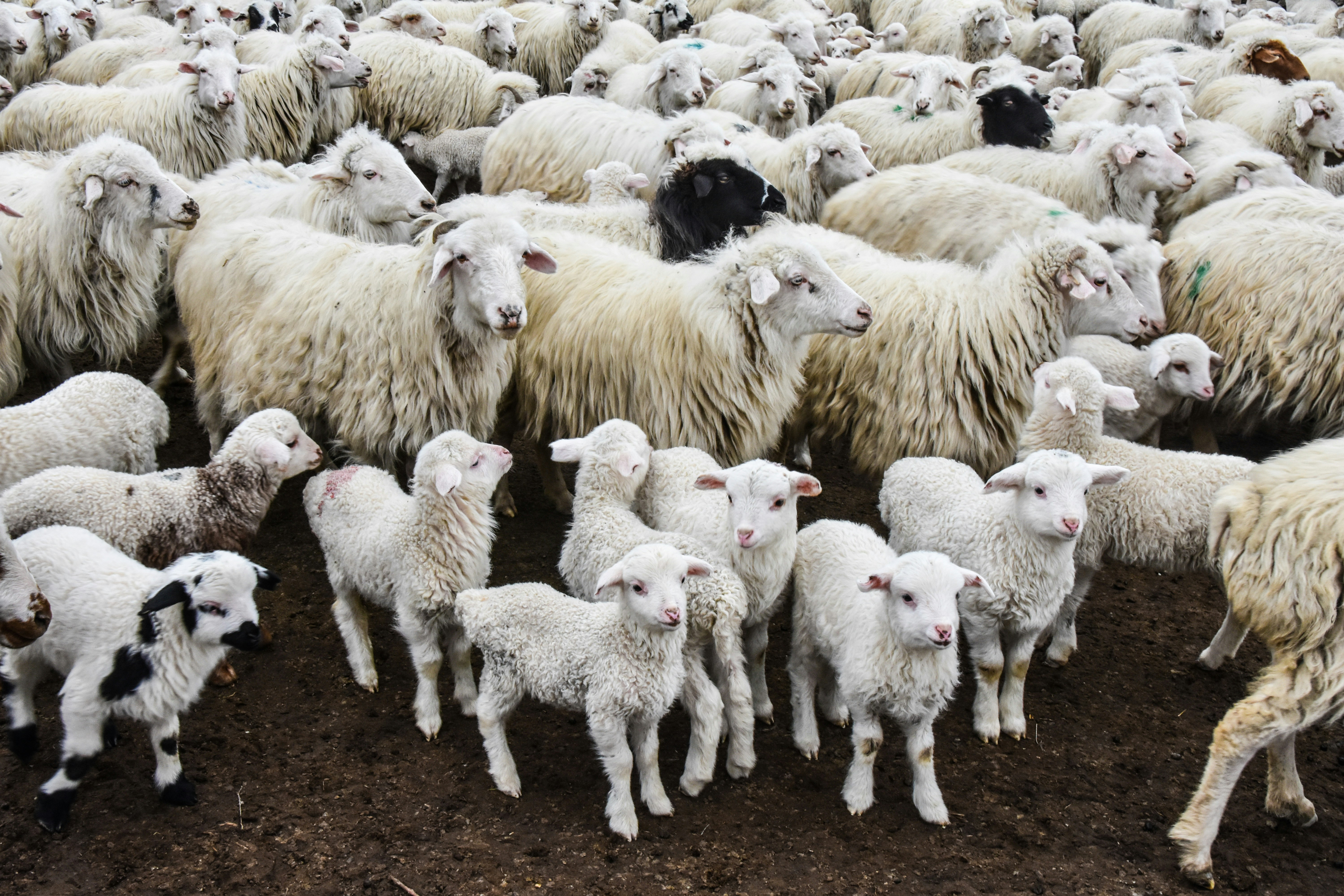 Herd Pictures | Download Free Images on Unsplash