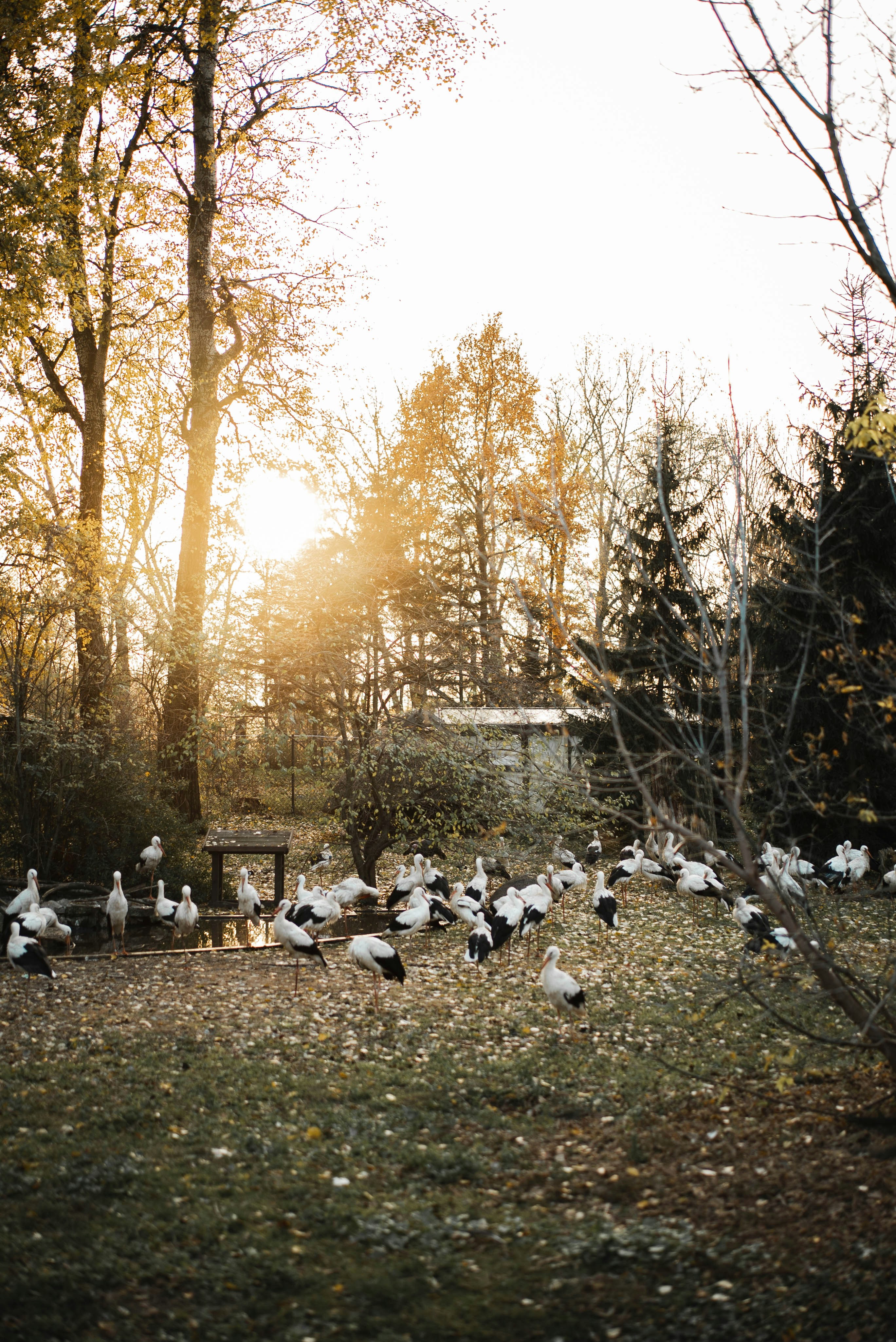 white-and-black birds during daytime