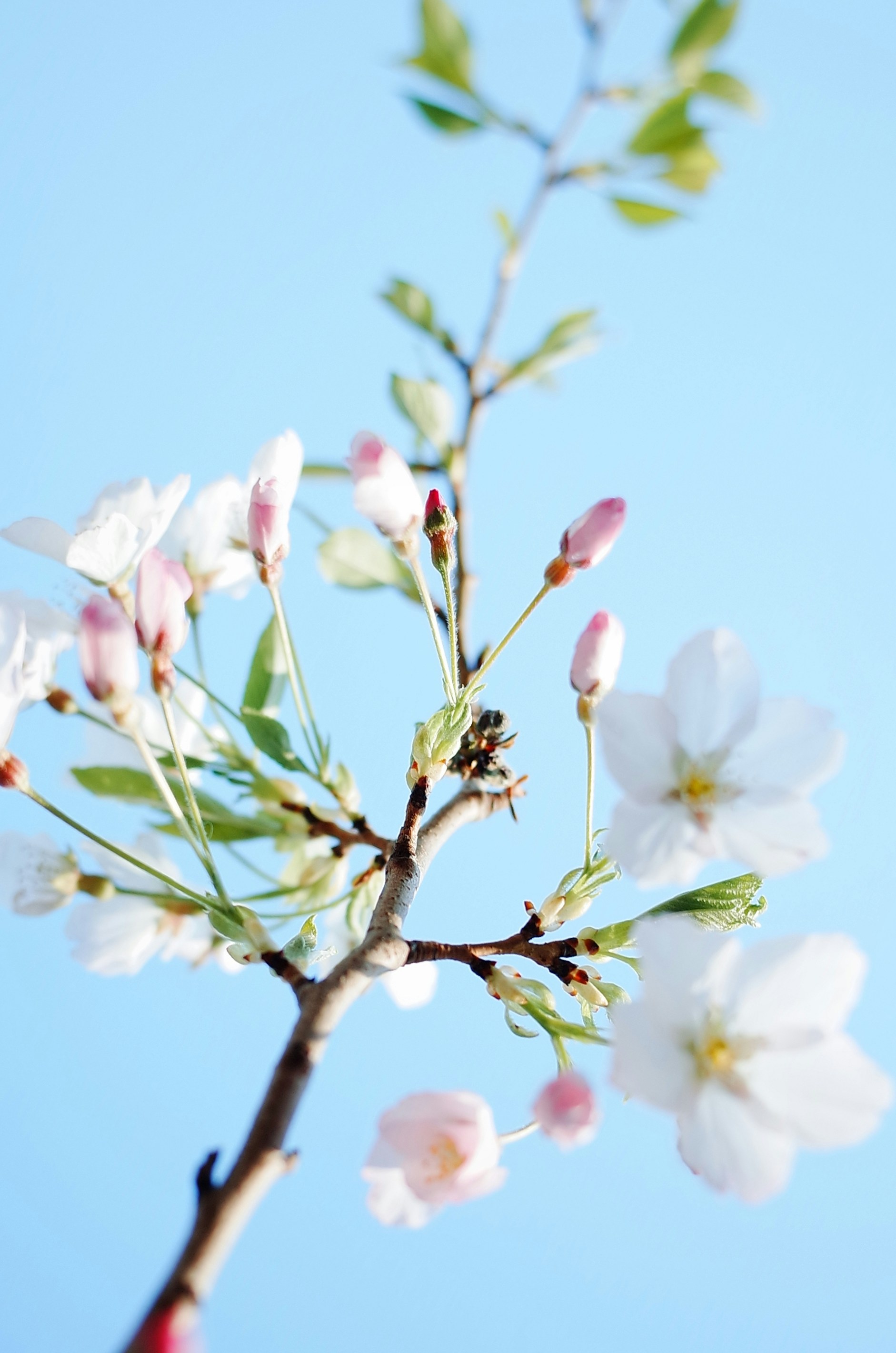 Blossoms Reaching Toward a Summer Sky