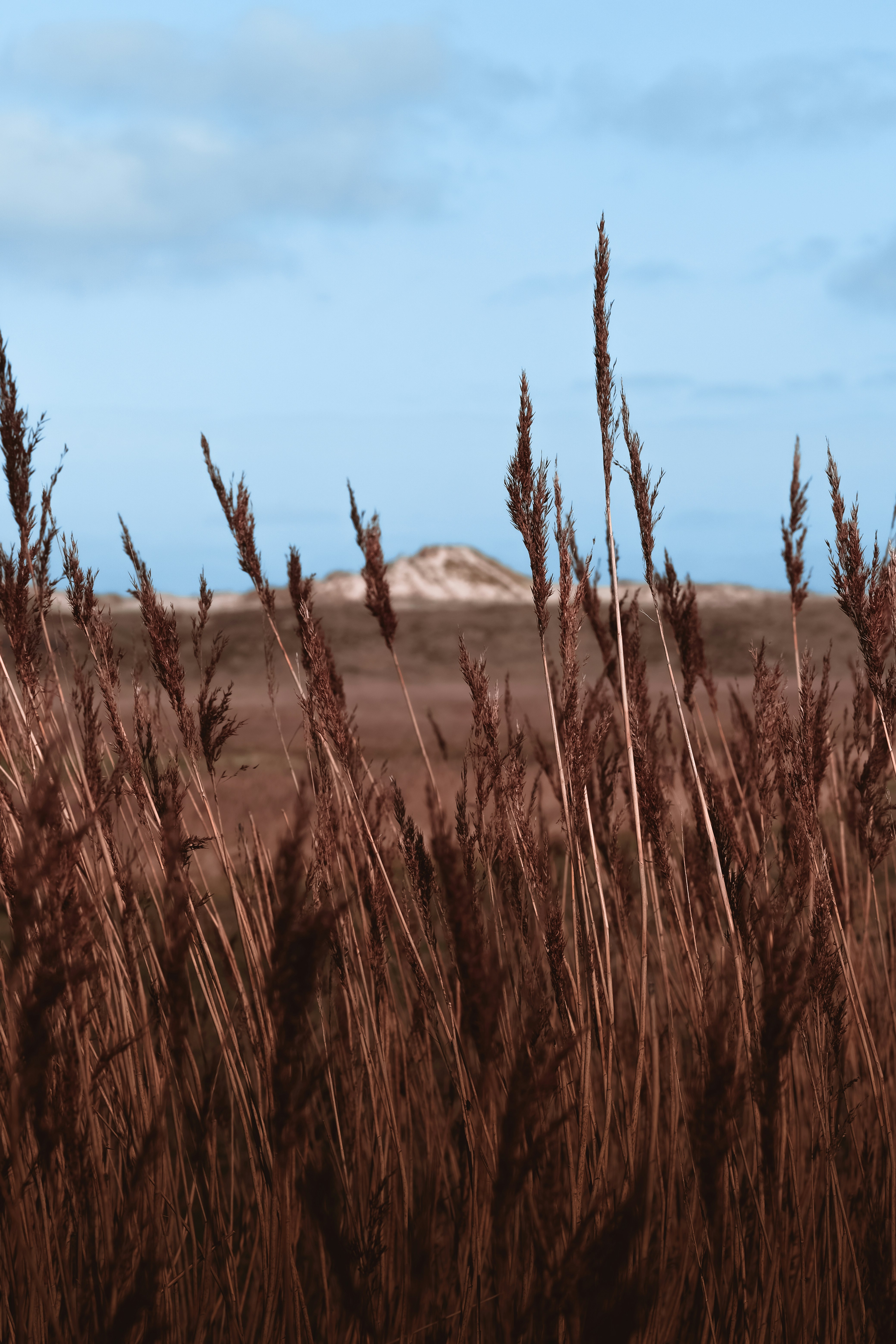 Rust-Tone Reeds Framing a Quiet Dune Horizon Under a Pale Blue Sky