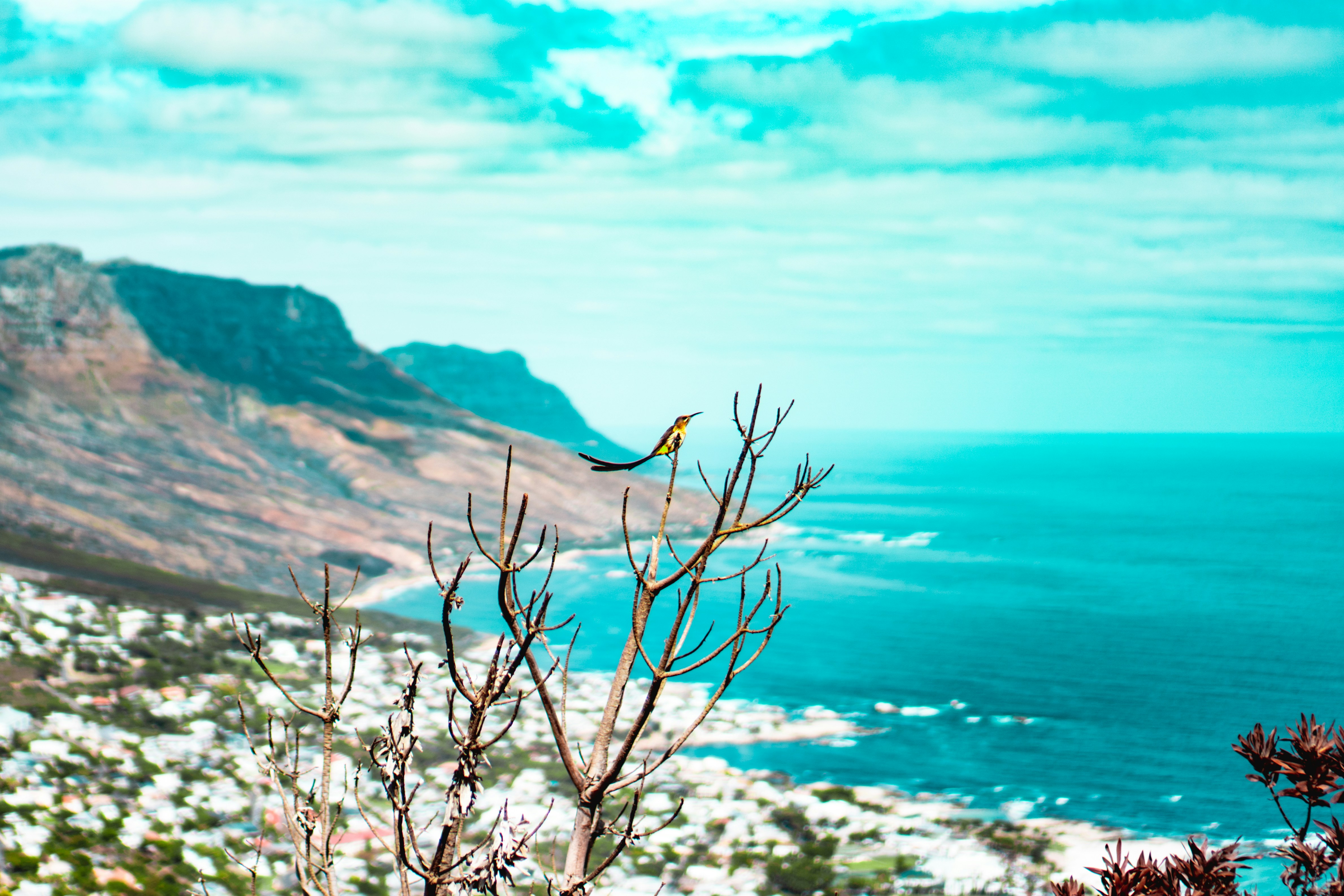 A vibrant bird perched on a barren branch overlooking a coastal town and ocean, showcasing the interplay of wildlife and urban landscapes.