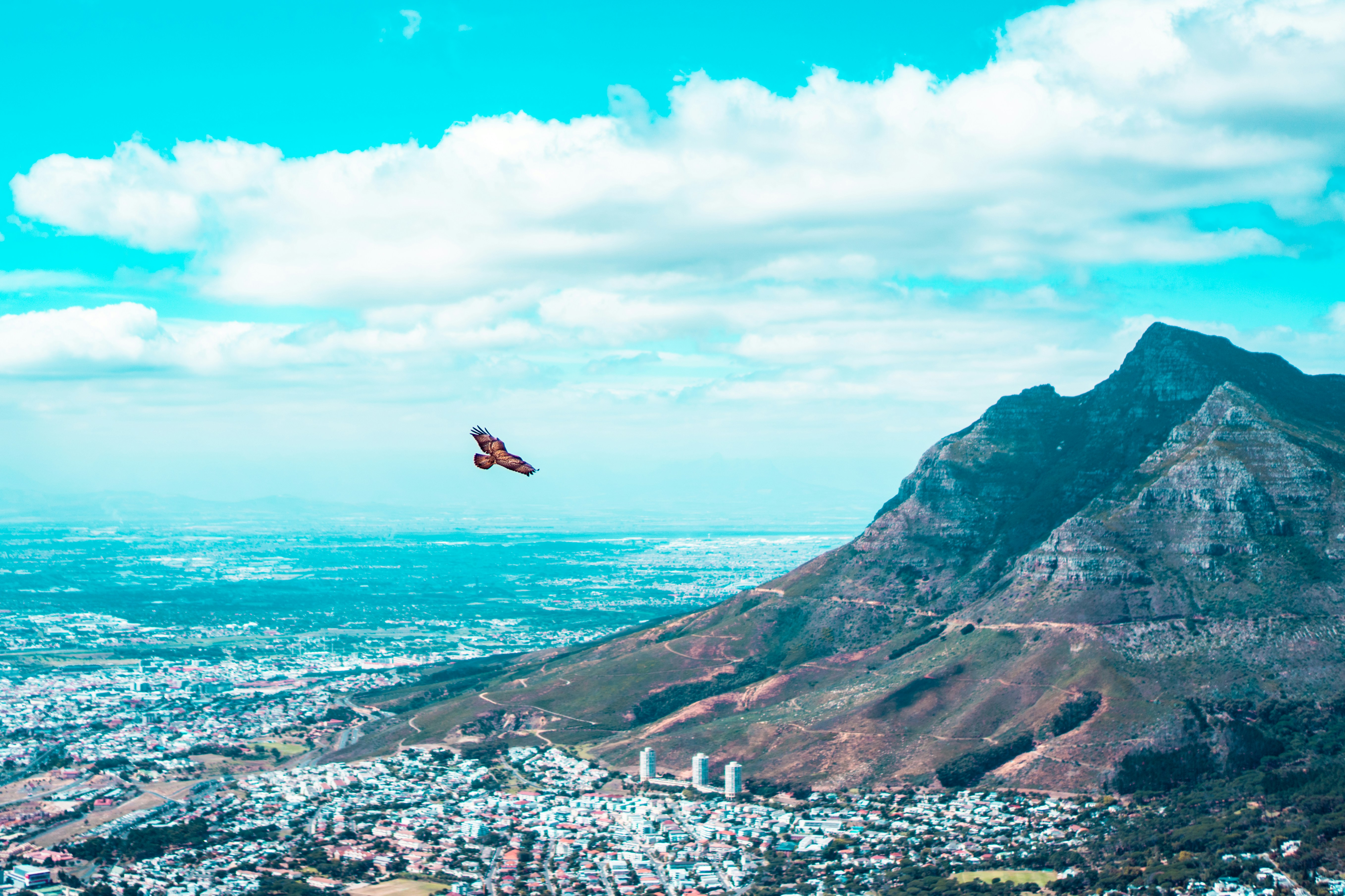 flying bird
