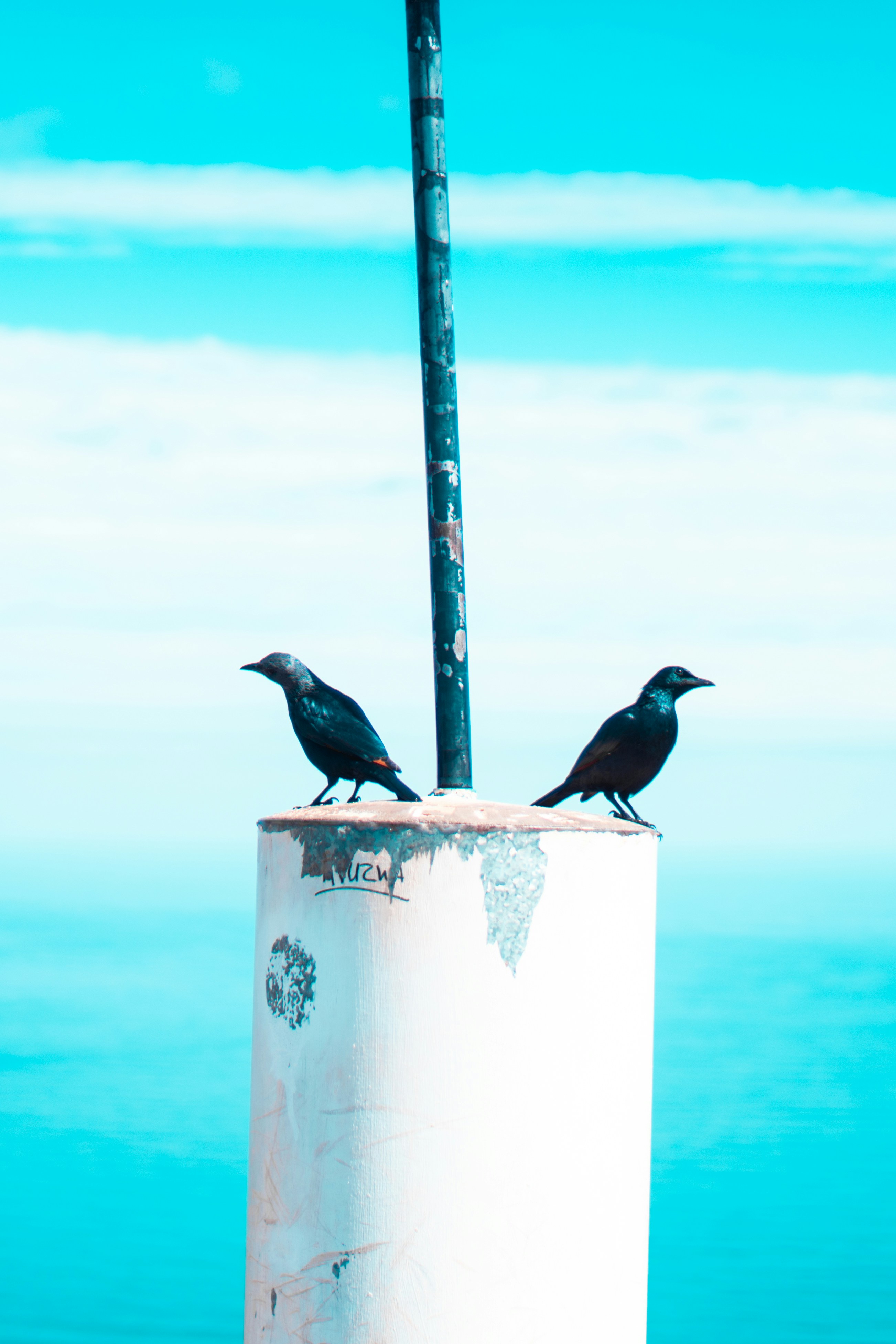two black feathered birds