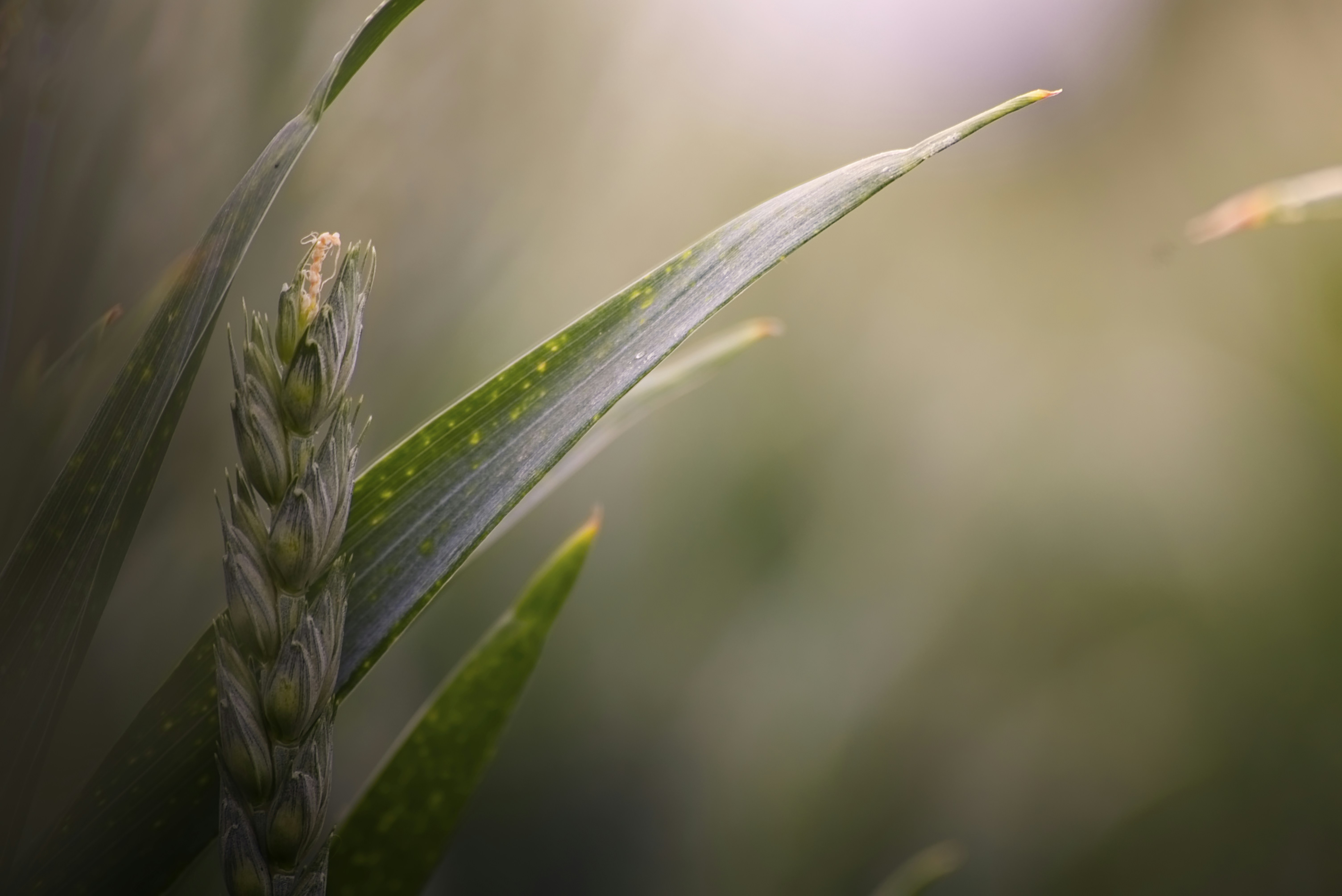 Close-up of a budding wheat spike amid soft backlight
