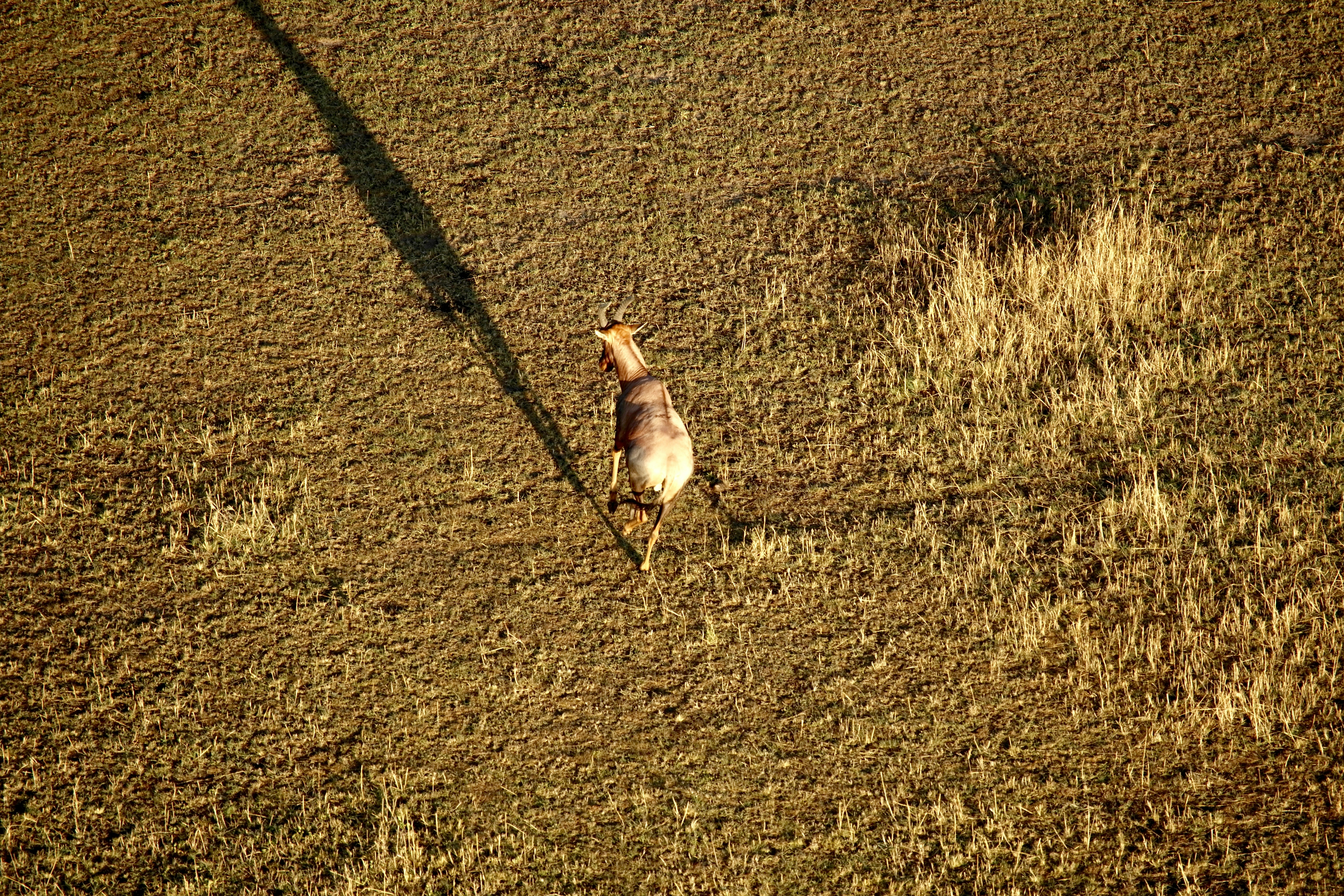 Brown-tainted plains with a single standing bird casting a long diagonal shadow across the dry grass and dirt.