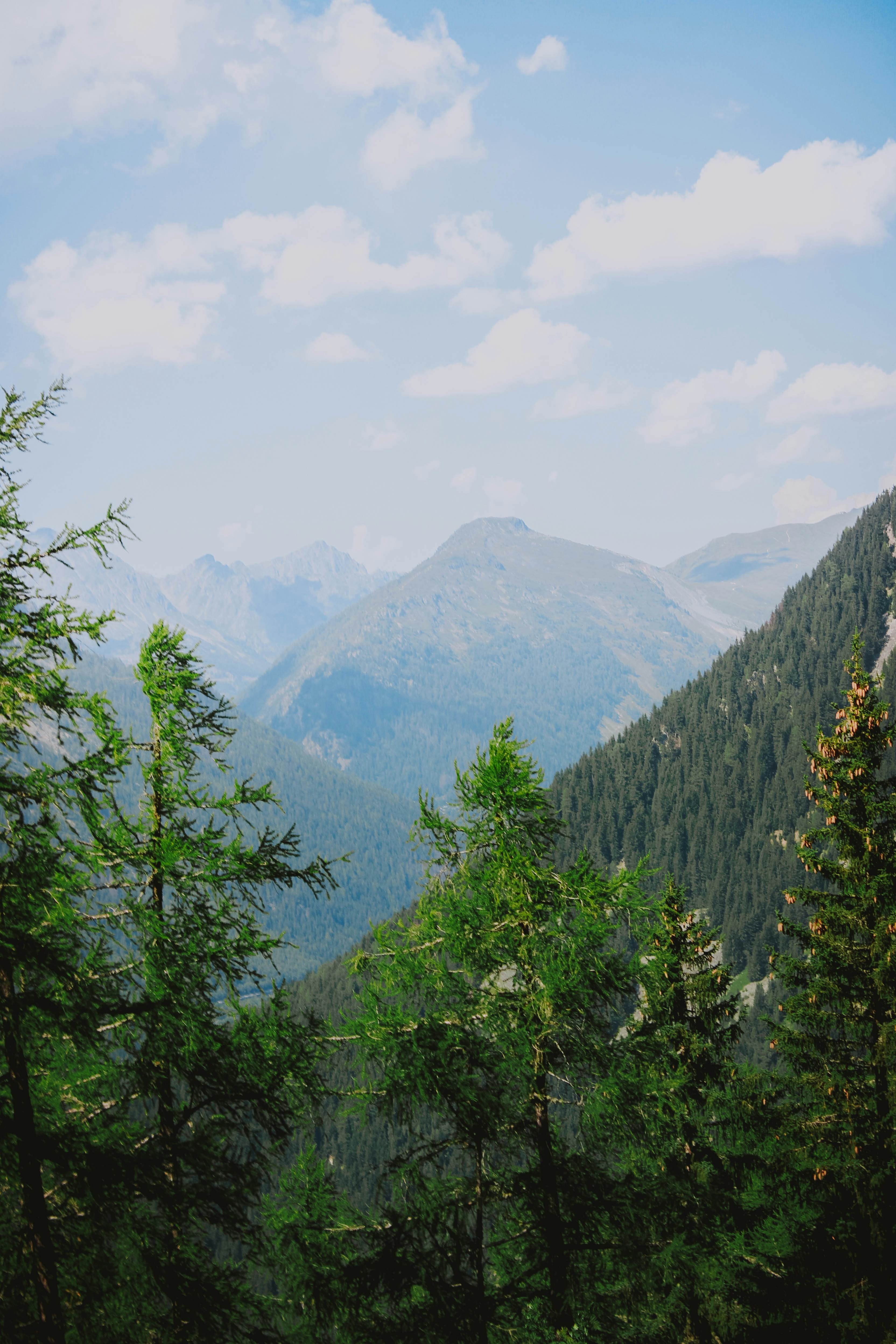 Lush green conifers frame a panoramic view of majestic mountains under a partly cloudy sky. The scene captures the serene beauty of the alpine landscape.