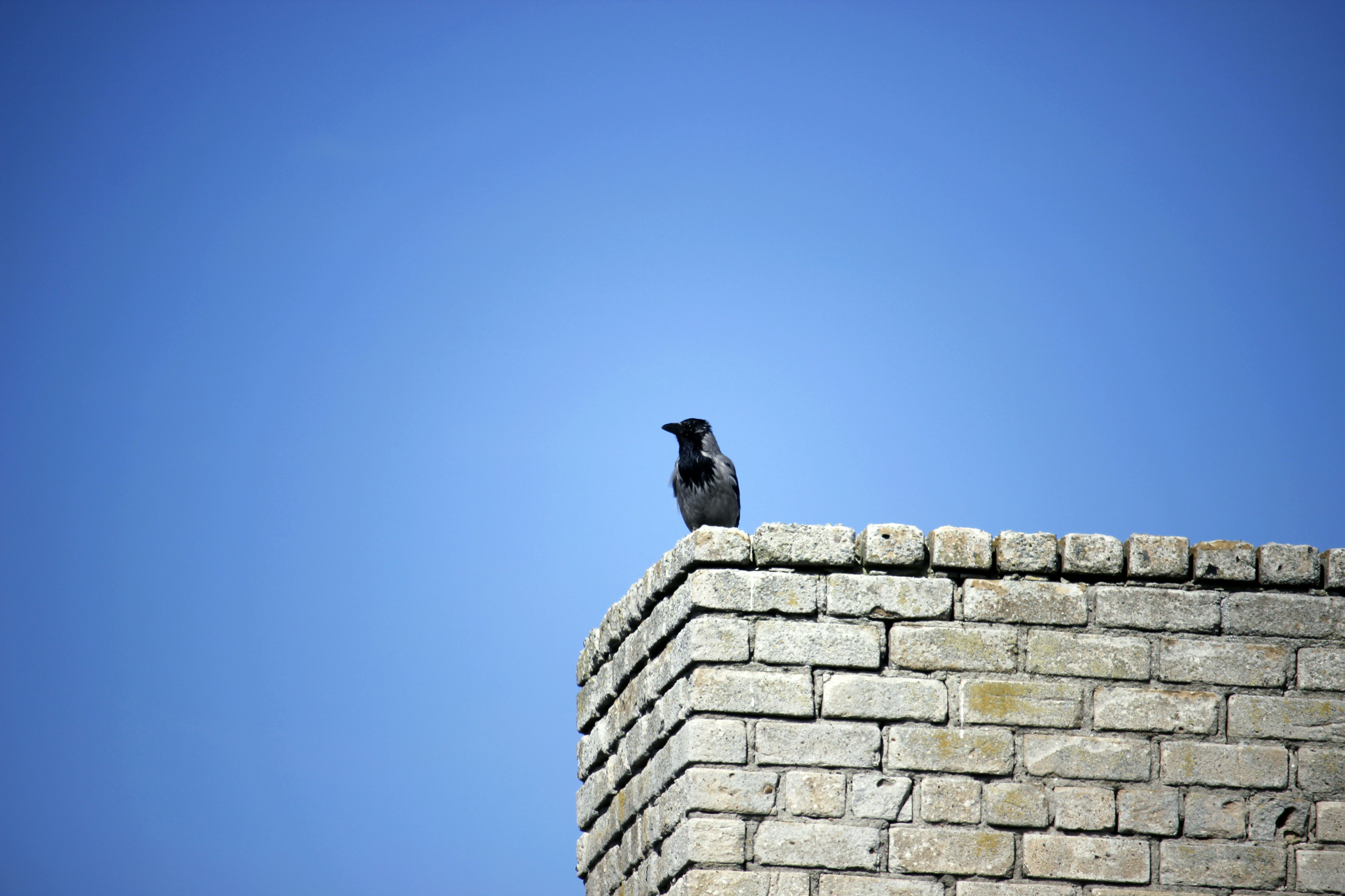 Crow on the Crown: A lone silhouette atop a brick parapet under a sapphire sky