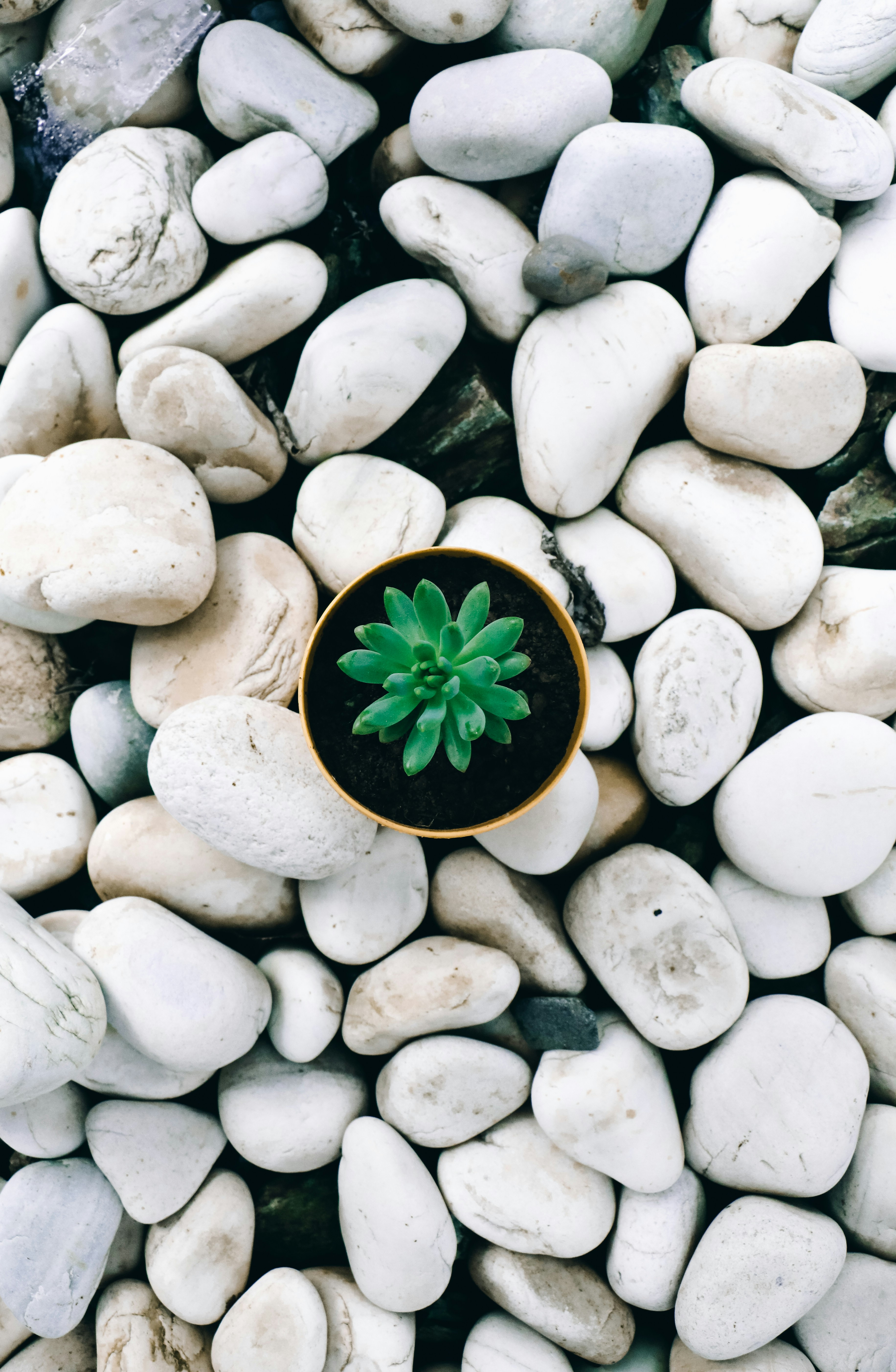 Green succulent in a tiny ceramic pot resting among smooth white stones