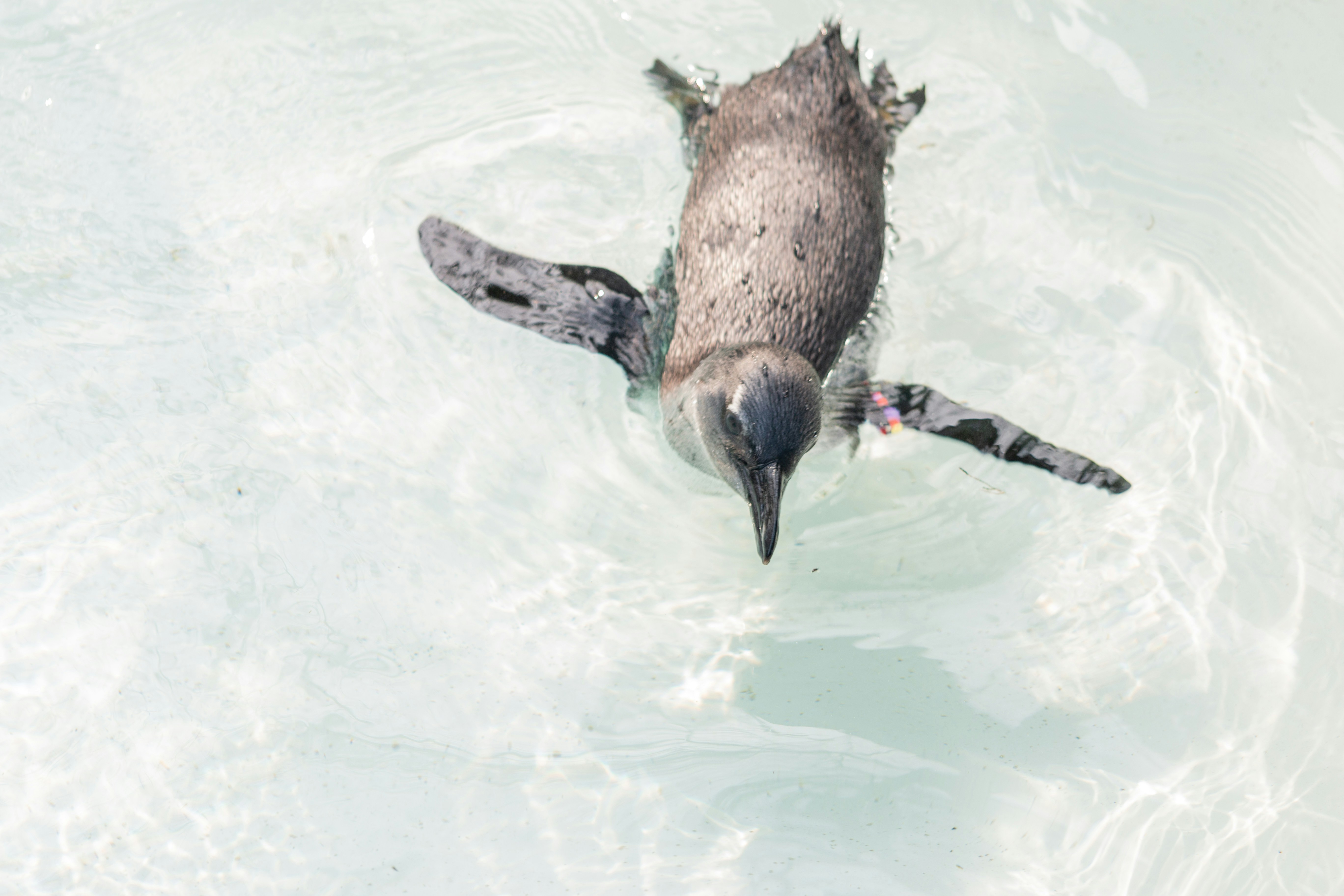 Penguin swimming gracefully through clear water, showcasing its sleek body and flippers.