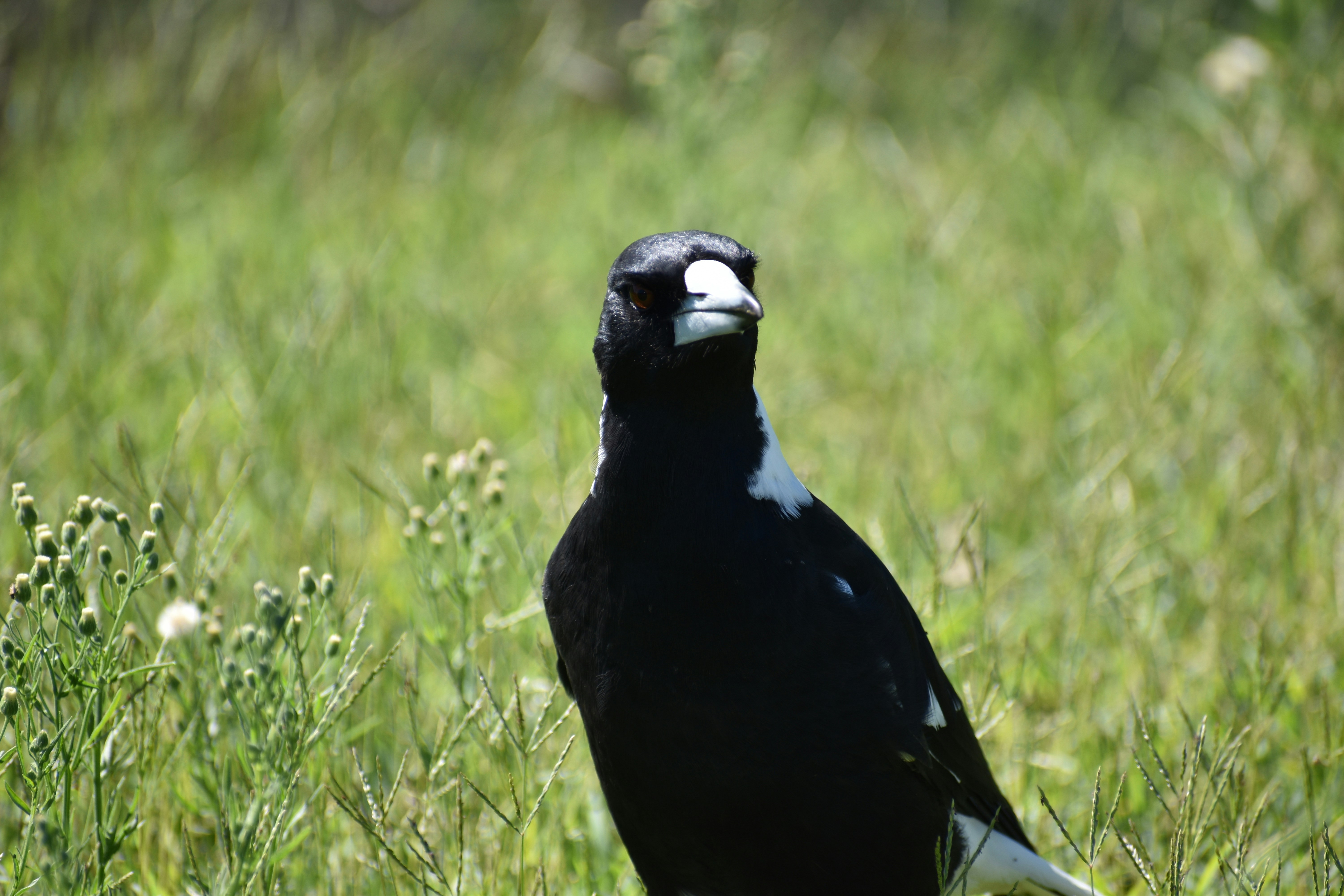 Midfield Crow: A Black Bird Amid Sparkling Grass