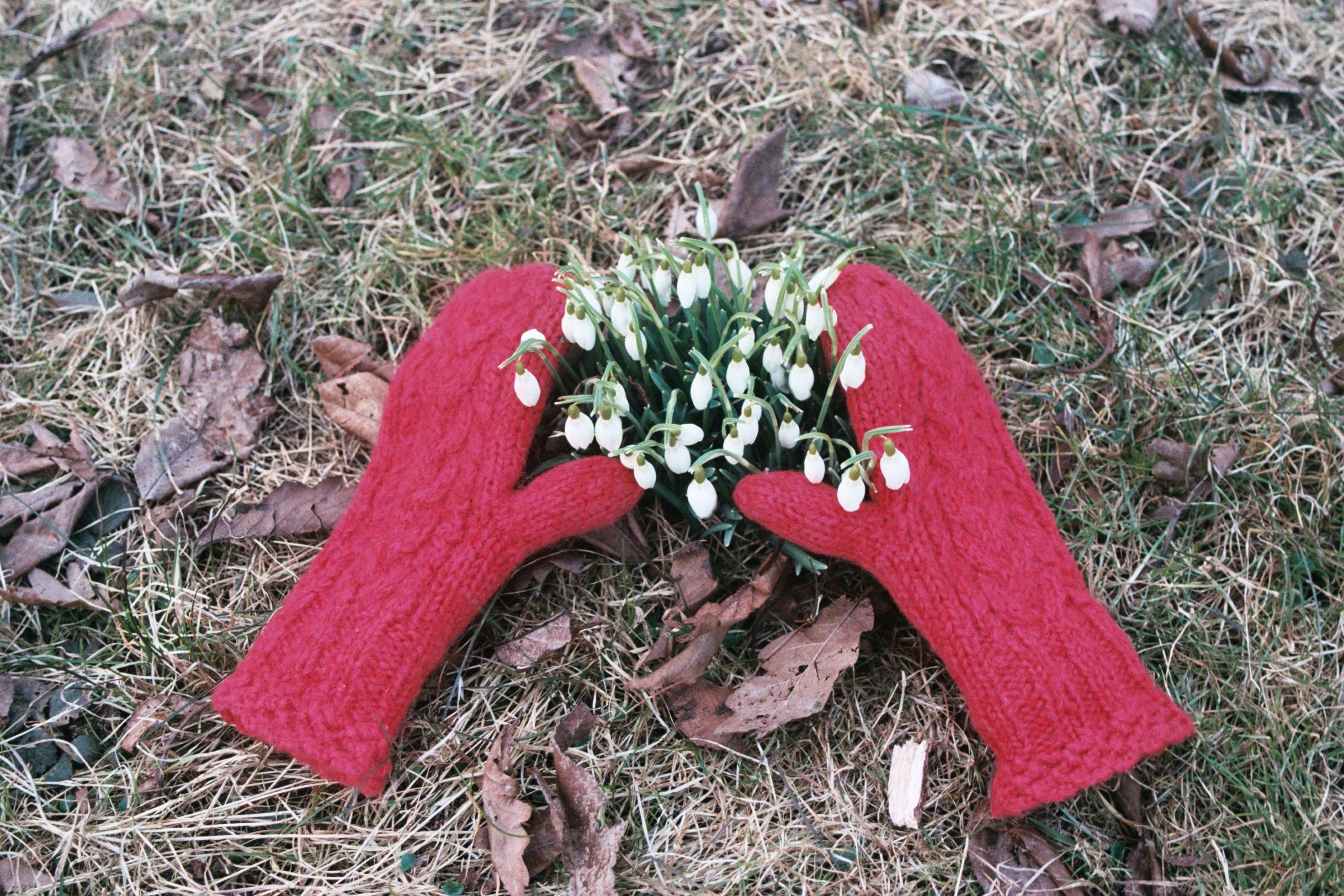 Red knitted mittens cradling delicate snowdrop flowers on a bed of dry leaves, symbolizing the transition from winter to spring.