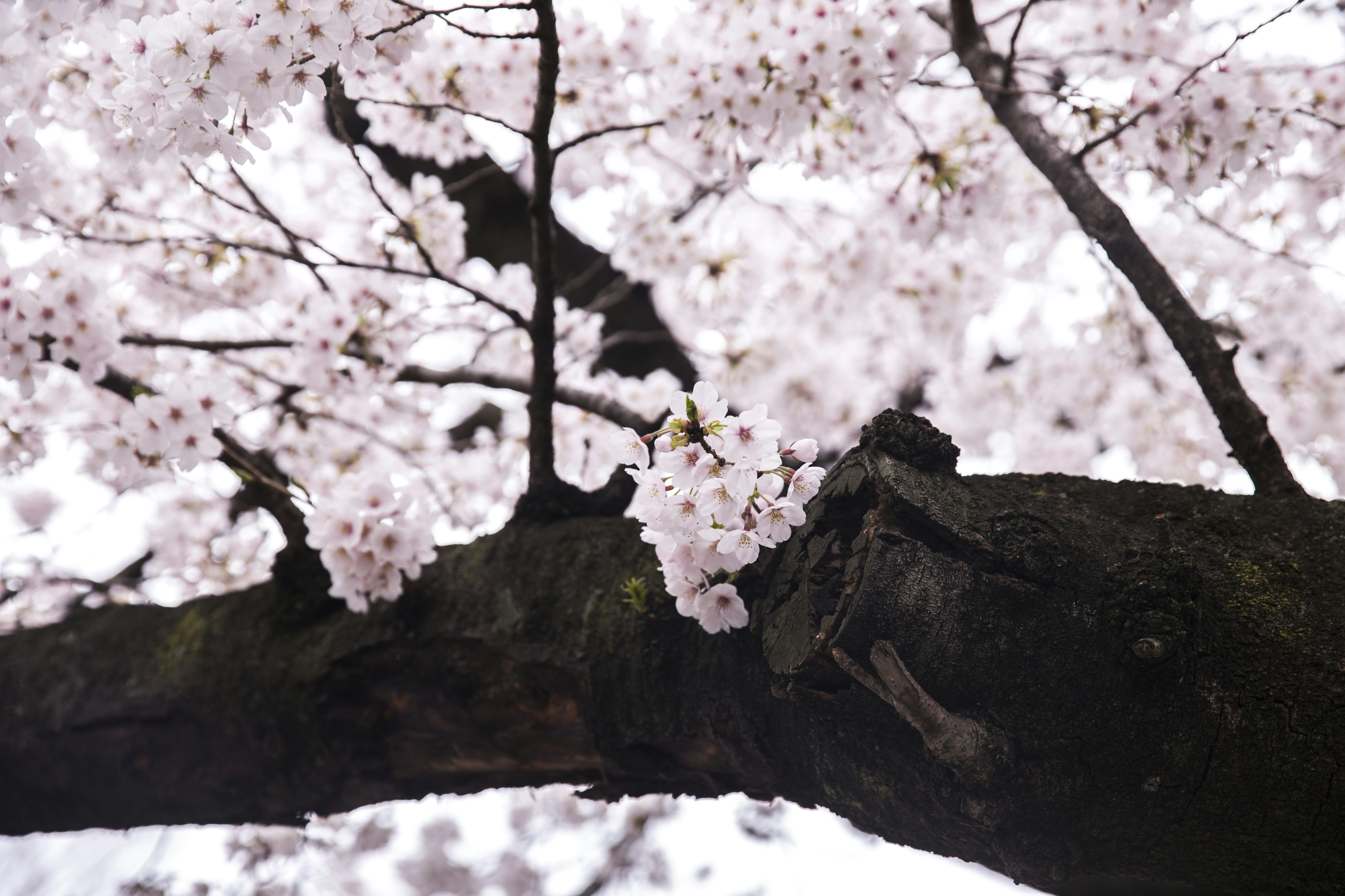 Petals in Focus: Cherry Blossoms Framed by a Mossy Branch