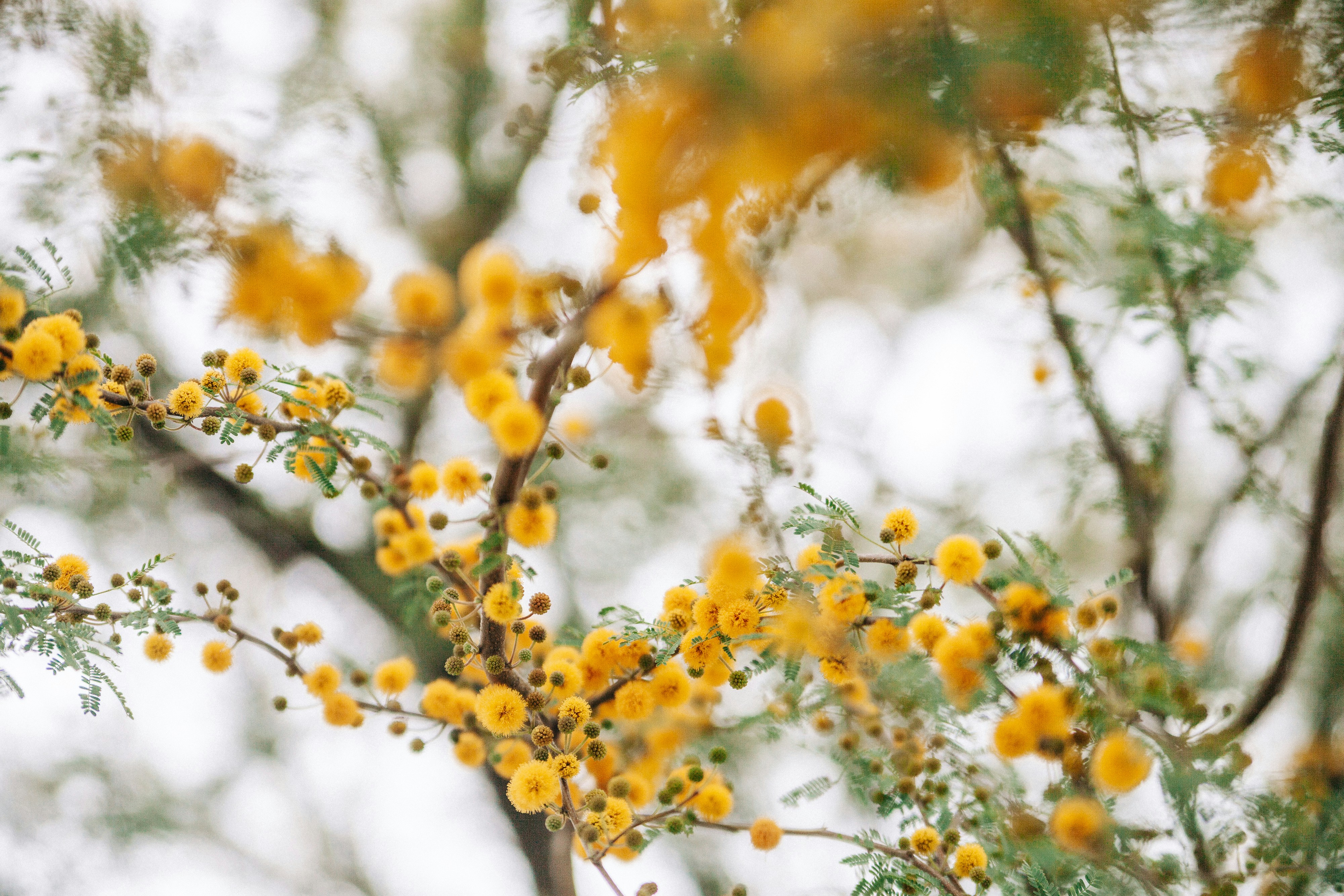 Delicate yellow flowers bloom on a branch, surrounded by lush green leaves, creating a serene and tranquil atmosphere.