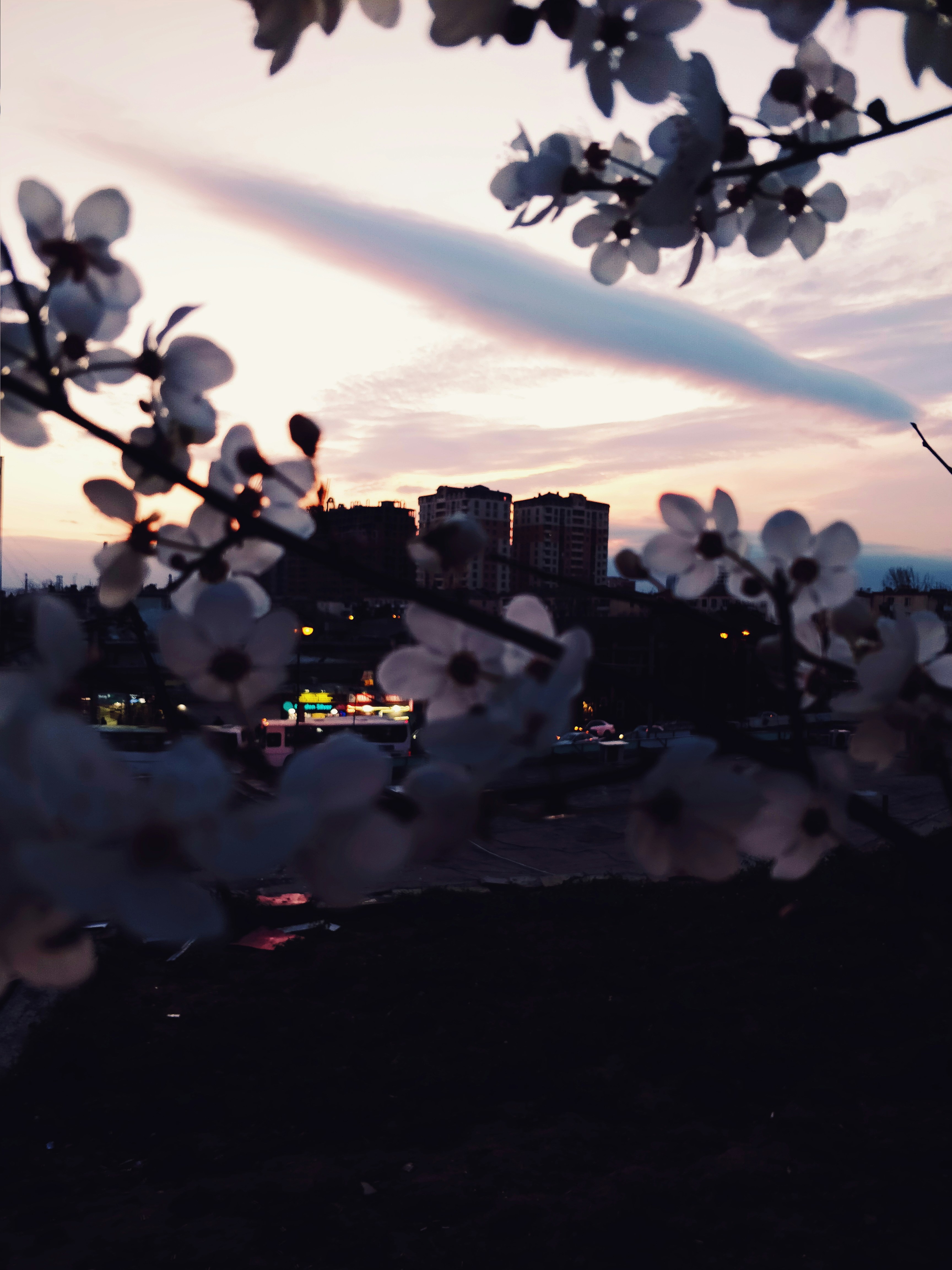 Cherry blossoms frame a distant cityscape at twilight, creating a serene contrast between nature and urban life.