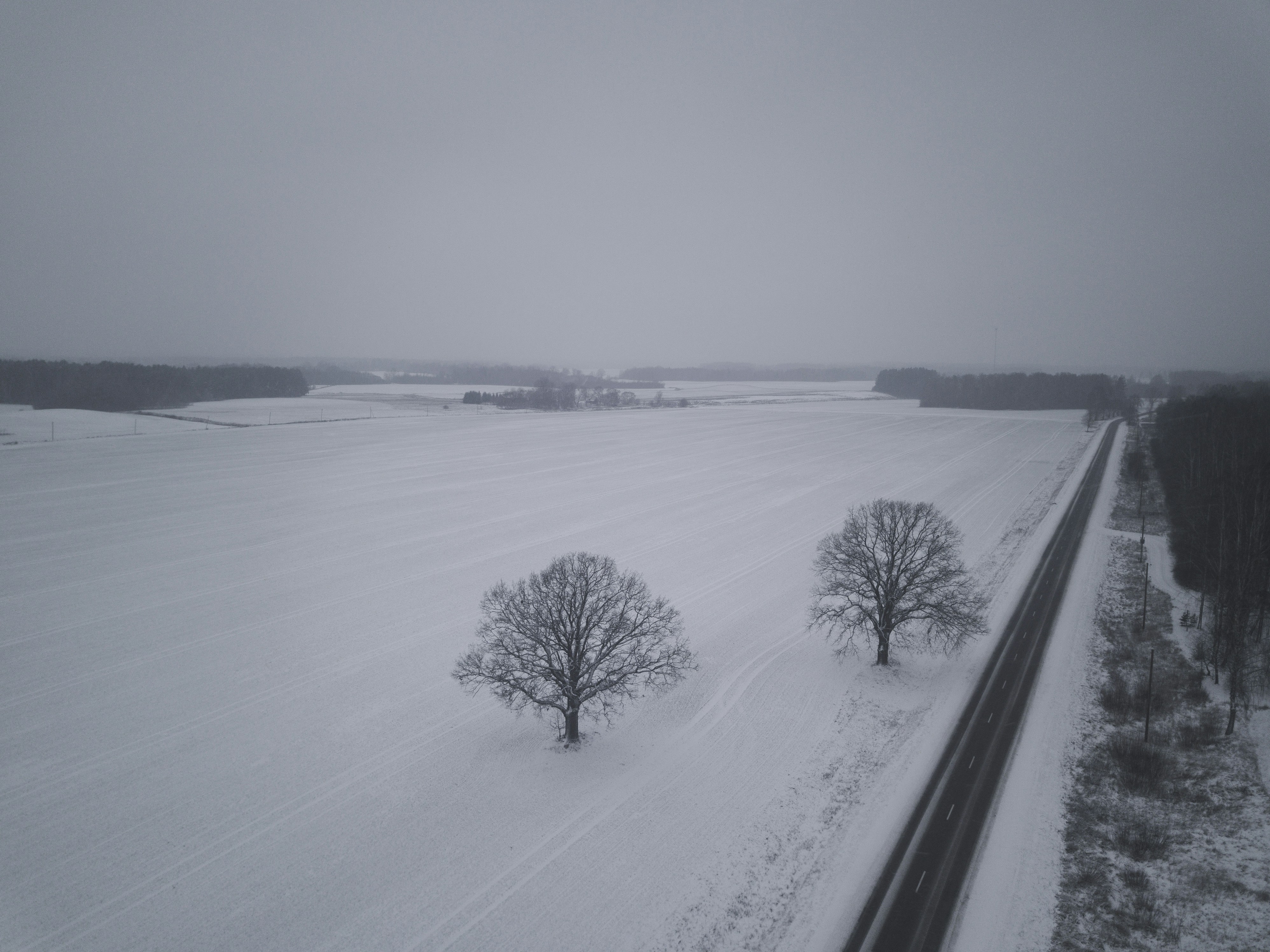 Silent Guardians of the Snowy Plain