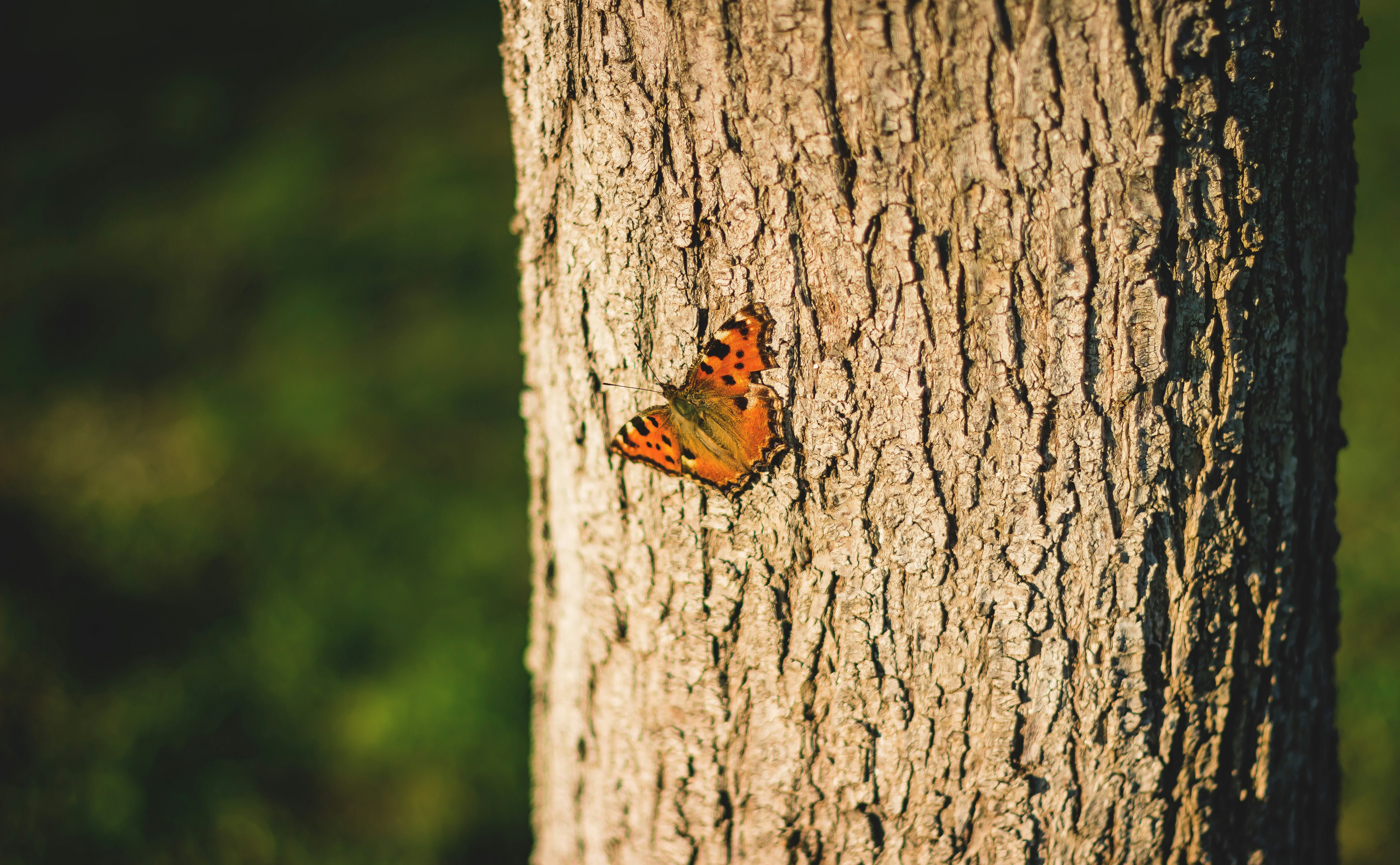 Amber butterfly on weathered trunk under dappled light