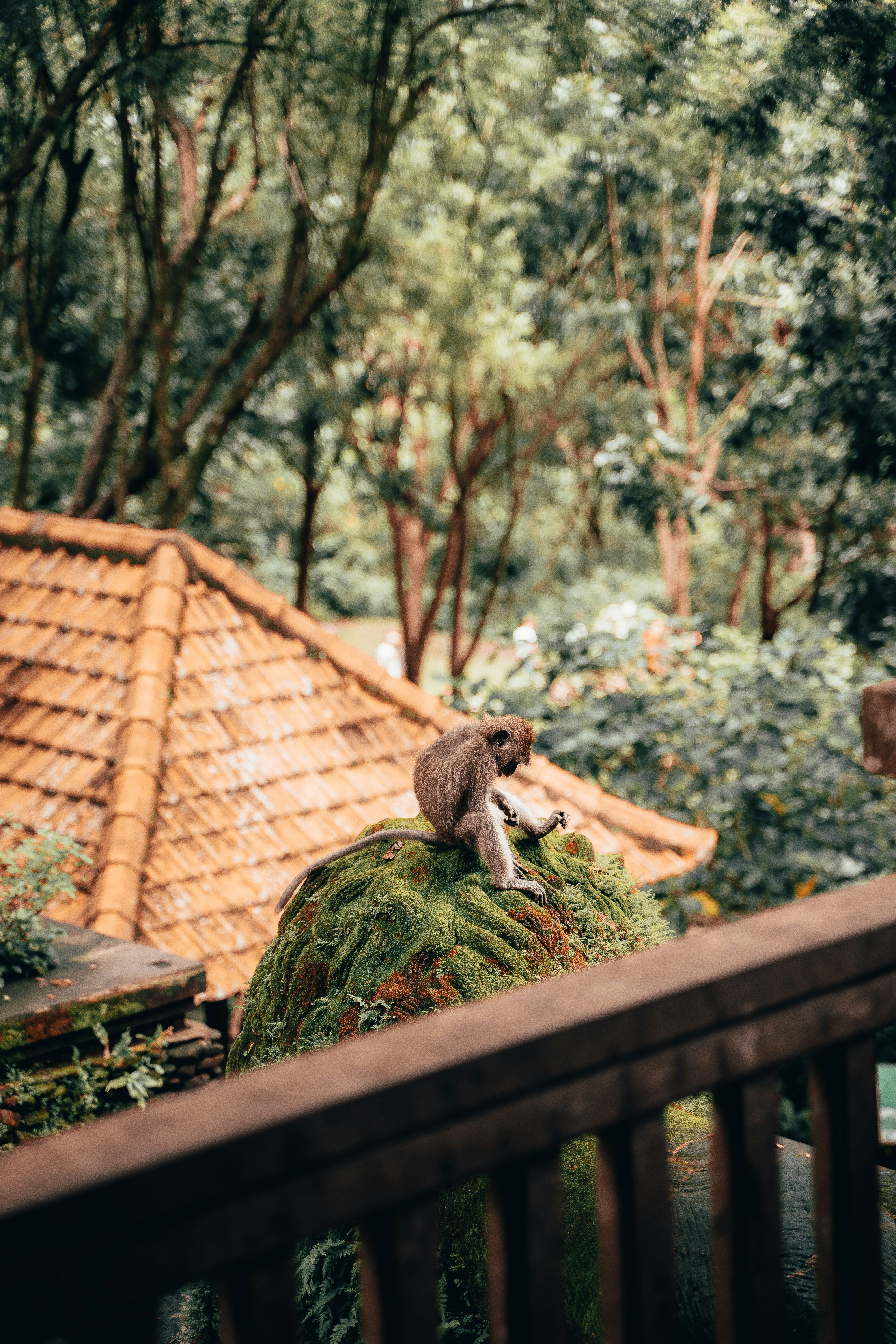 Monkey on Green Mound Overlooking Rooftops