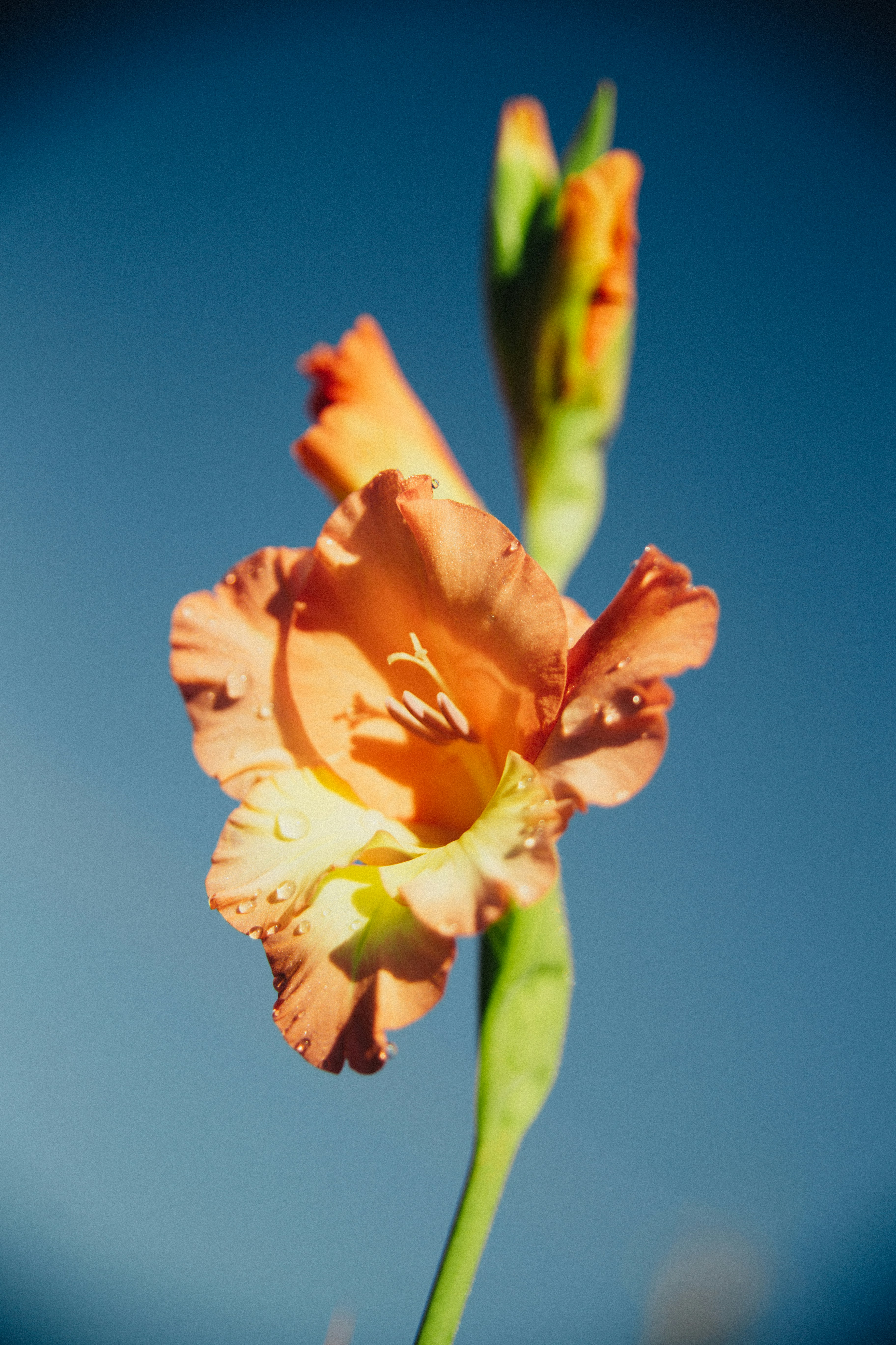 Selective focus photography of orange flower photo – Free Flower Image ...