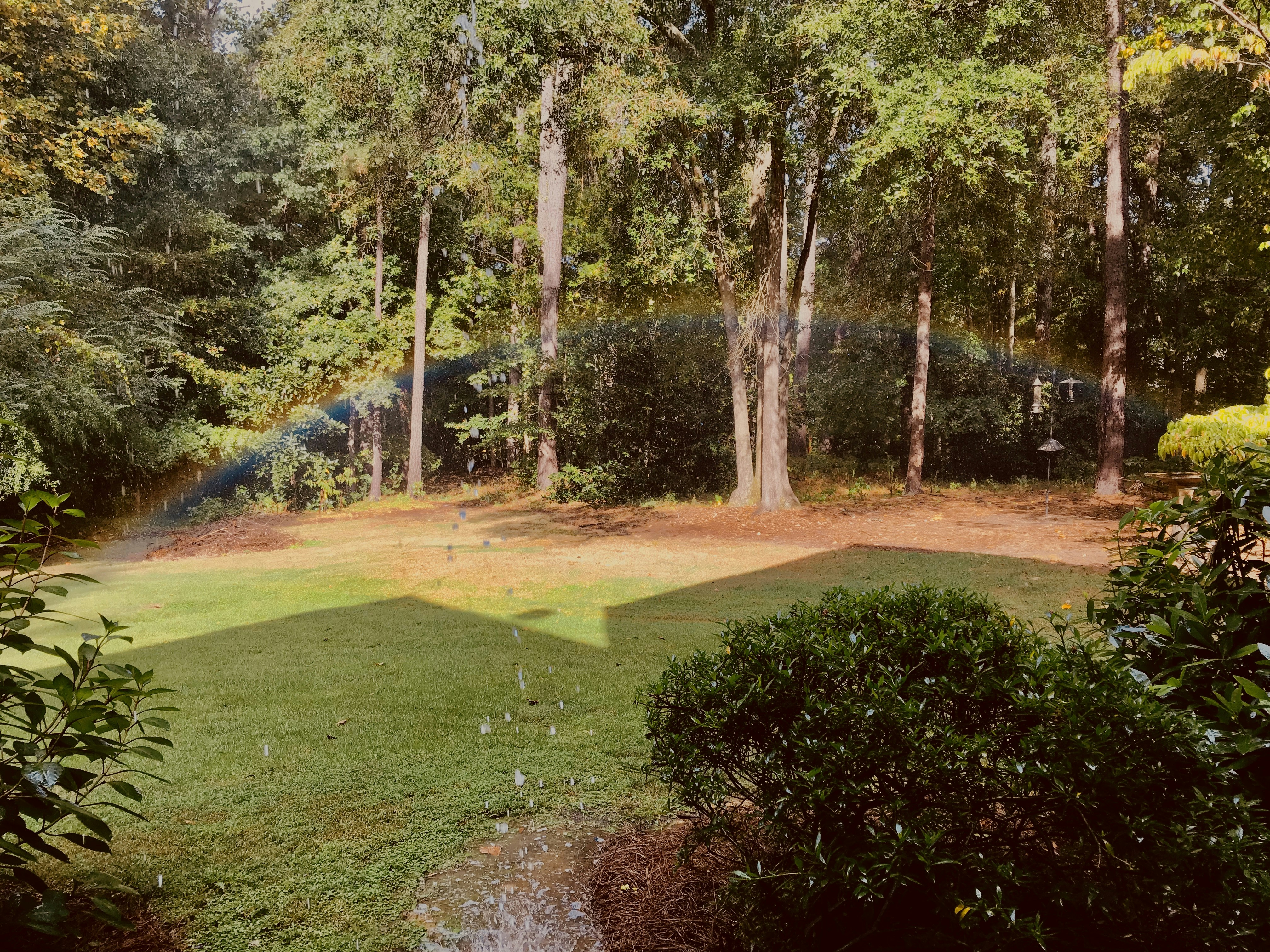 Back Yard Pictures | Download Free Images on Unsplash