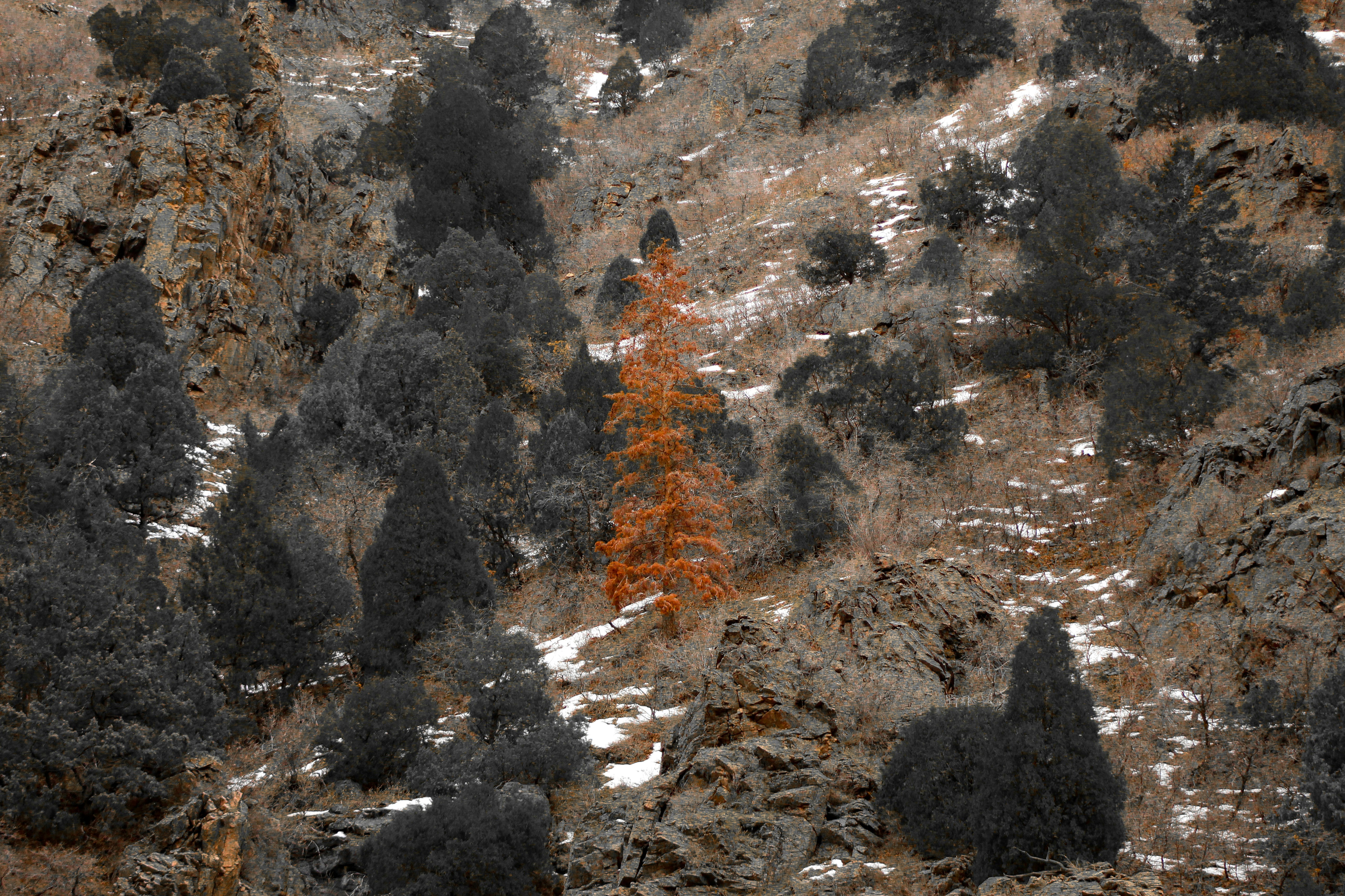 Ember in the Pines: A lone orange tree anchors a wintry, rocky slope